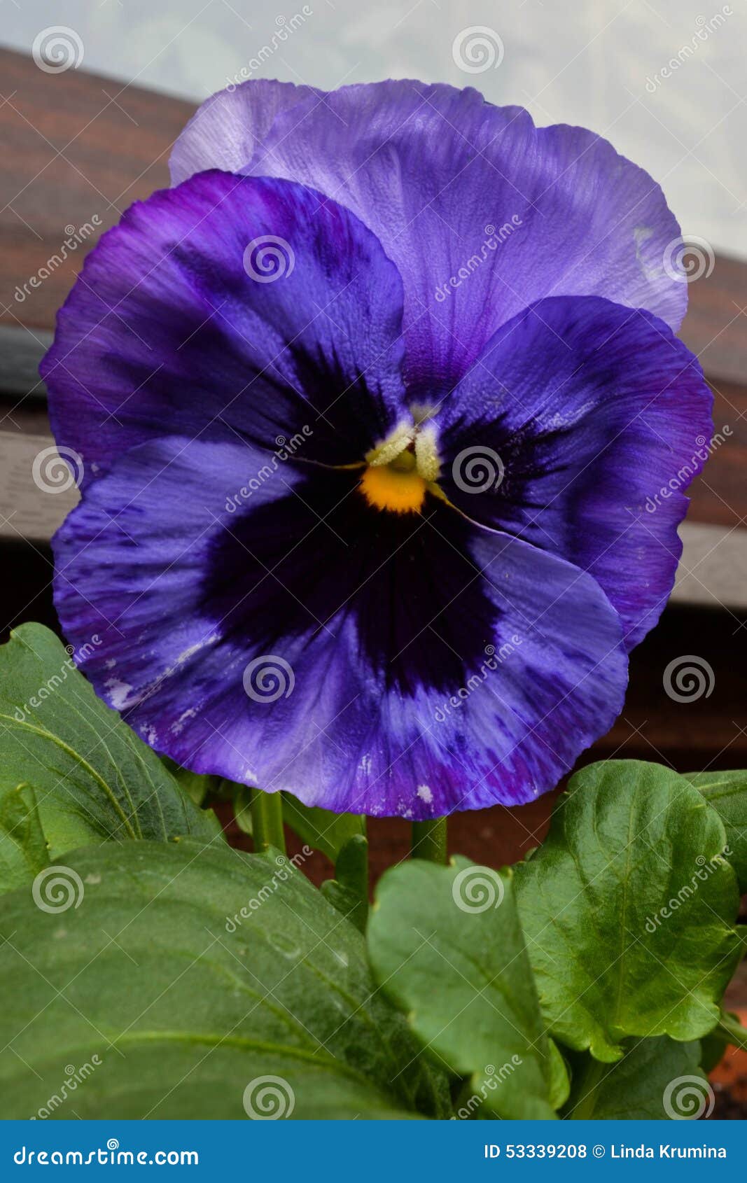 Pansy stock photo. Image of textile, plant, multi, fragility - 53339208