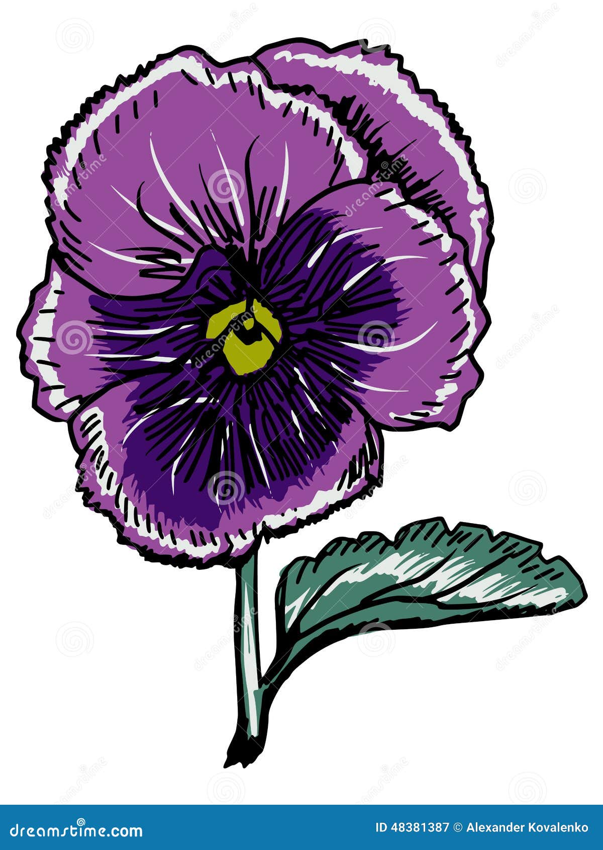Pansy stock vector. Illustration of drawing, isolated - 48381387
