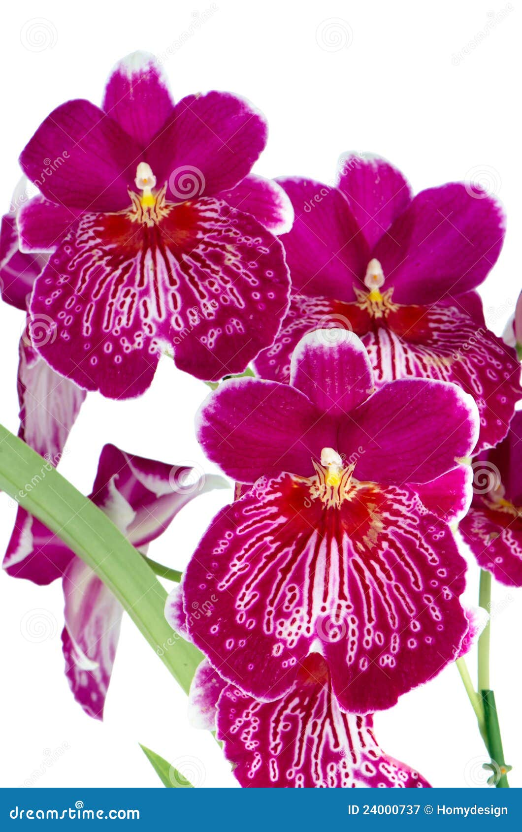 Pansy Orchid - Miltonia Lawless Stock Image - Image of petals, vase ...