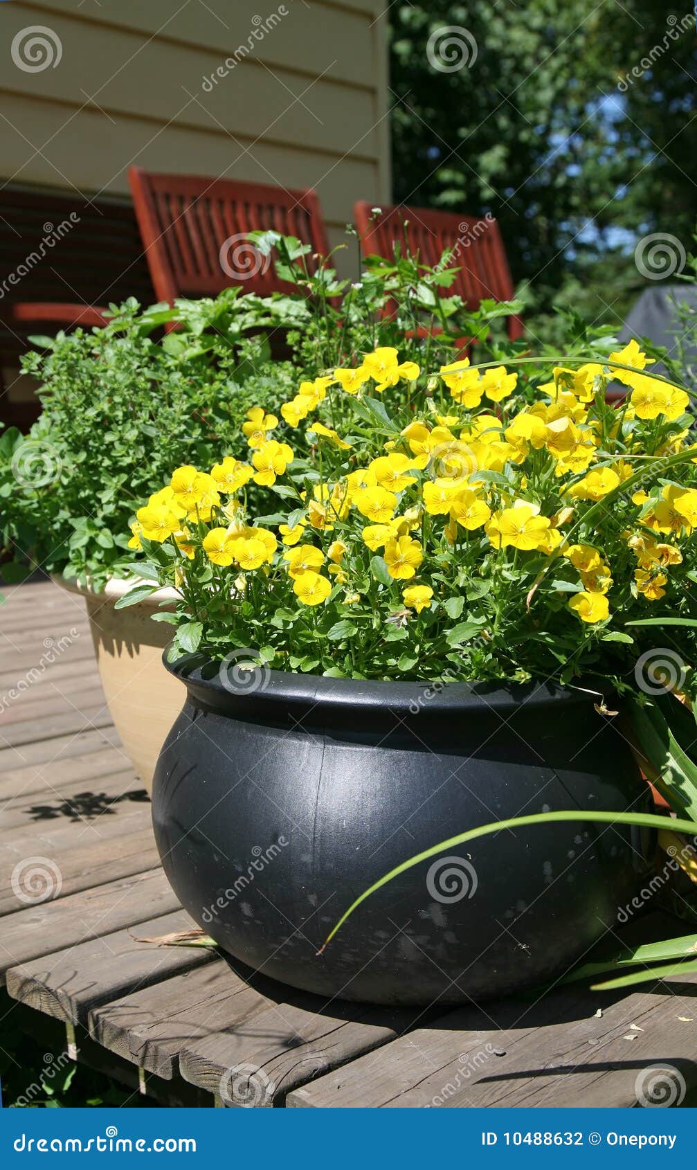 Pansy Pot stock photo. Image of flower, outdoors, planter - 10488632