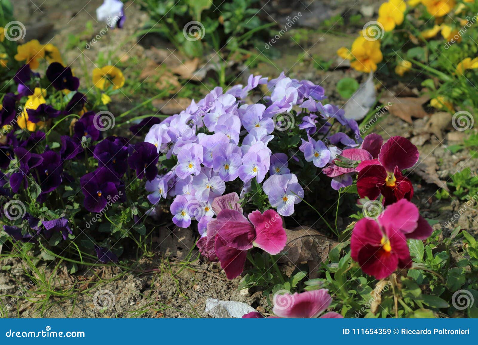Pansy Primroses and Spring Flowers Stock Image - Image of backgrounds ...