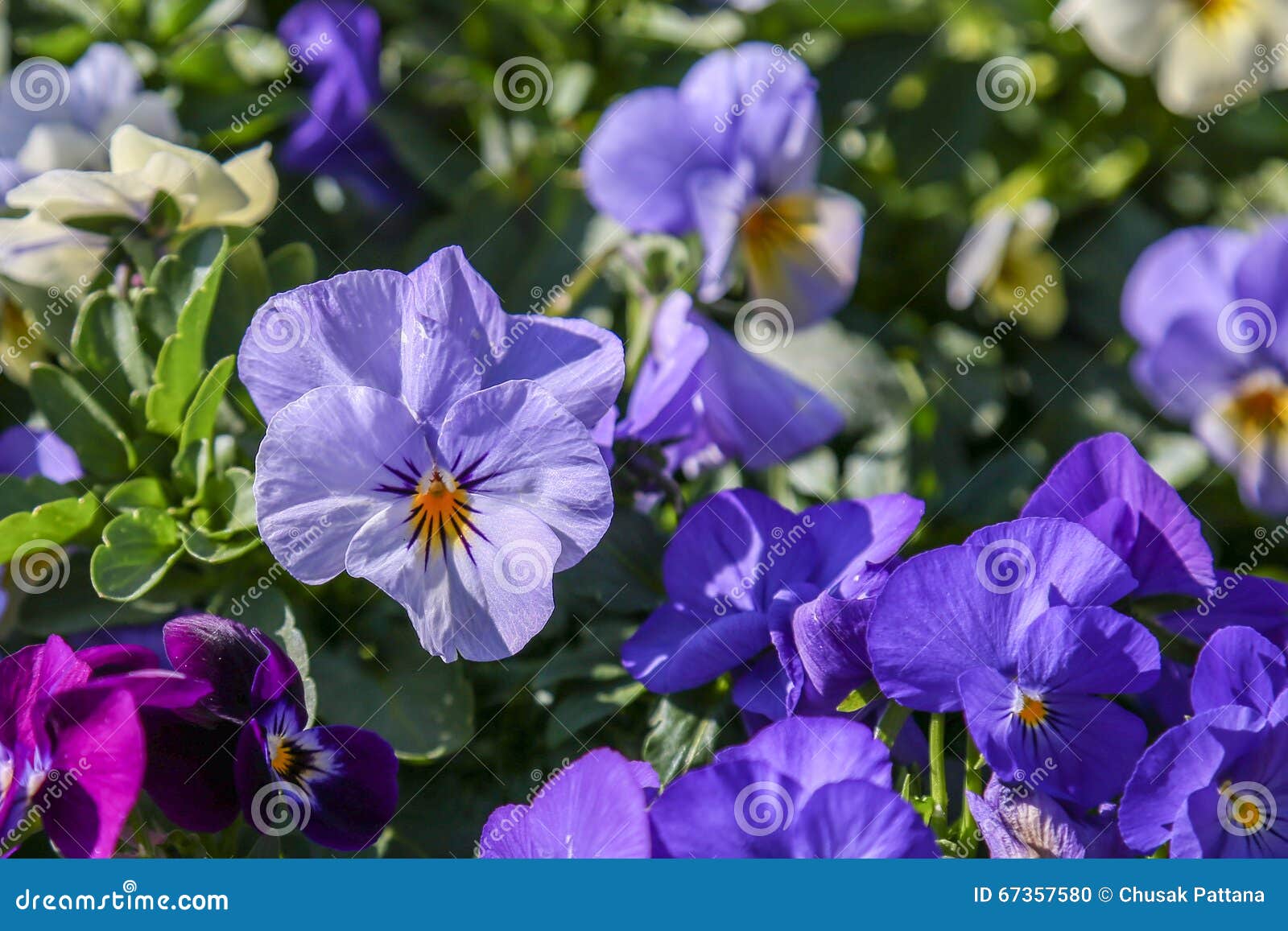 Pansy stock photo. Image of petal, purple, green, garden - 67357580