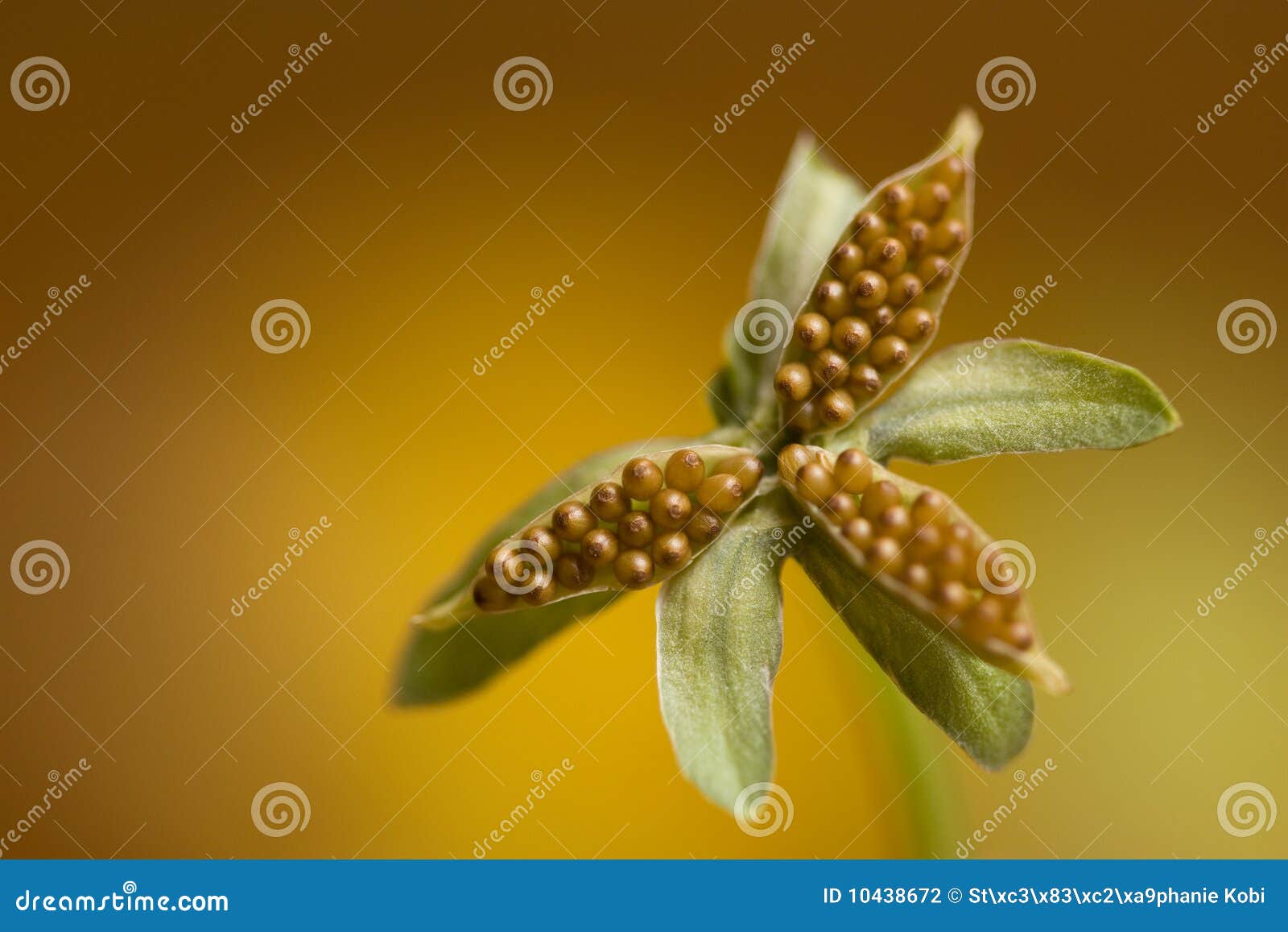 Pansy seeds stock photo. Image of closeup, orange, original - 10438672