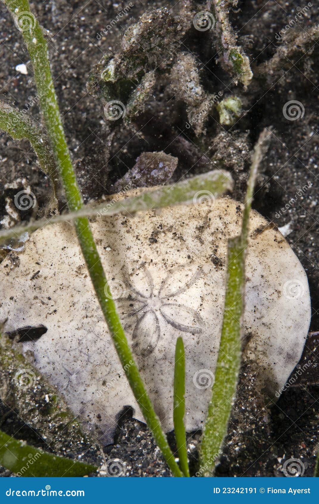 Pansy shell stock image. Image of urchin, ampat, kunkunganarea - 23242191