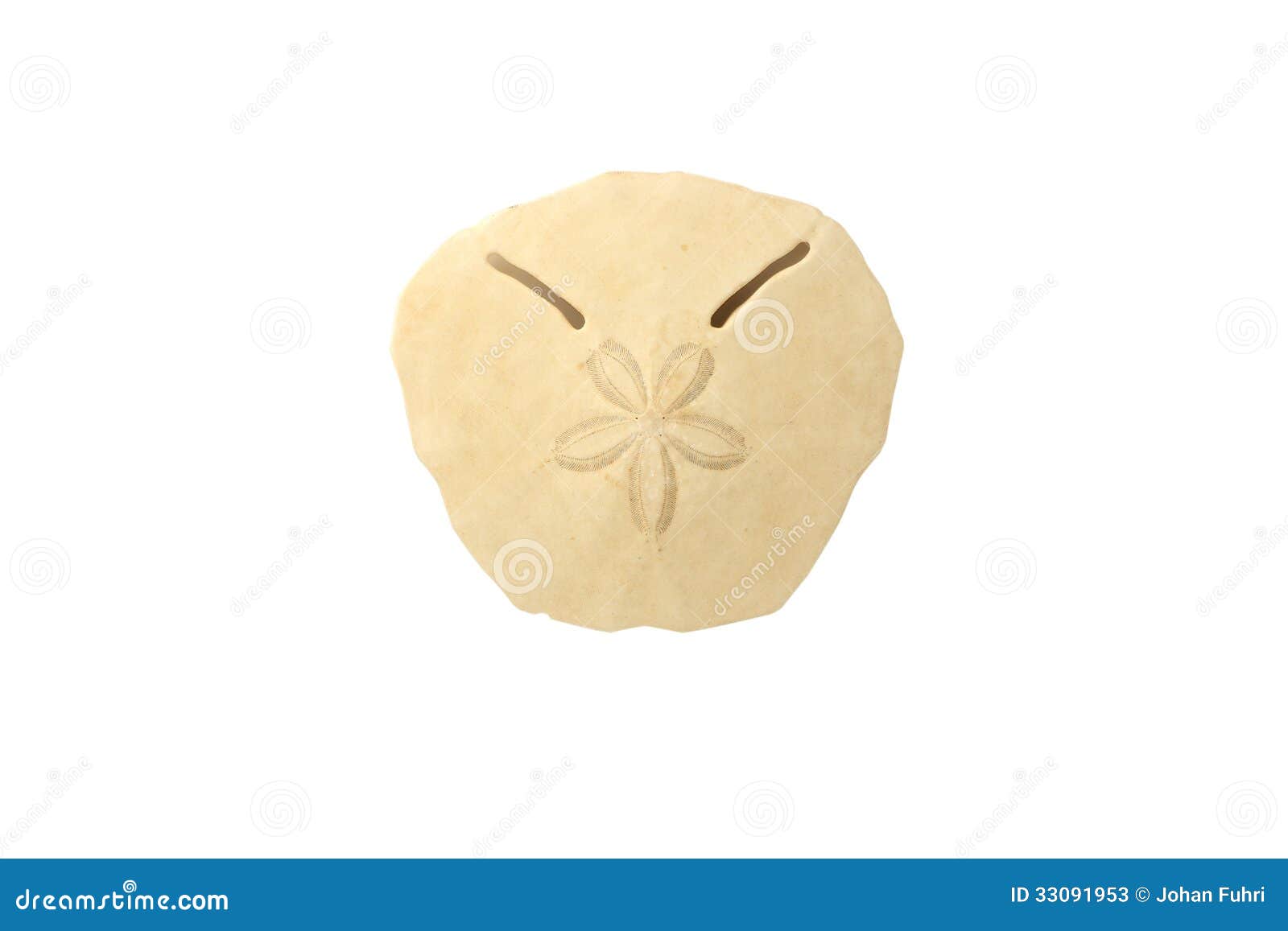 Pansy Shell stock image. Image of beach, sand, africa - 33091953