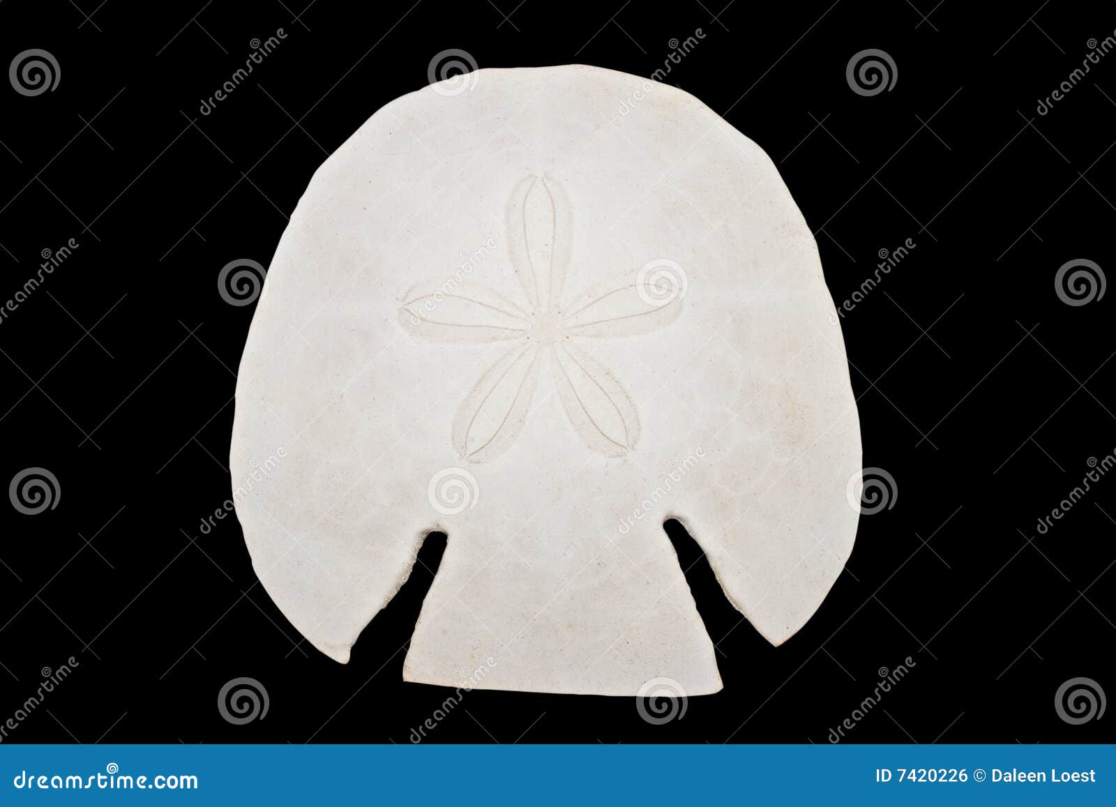 Pansy Shell Photos - Free & Royalty-Free Stock Photos from Dreamstime