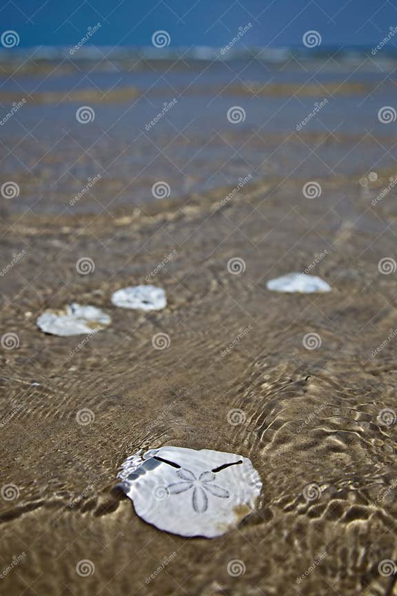 Pansy Shells stock photo. Image of panzy, benguera, submerged - 23086870
