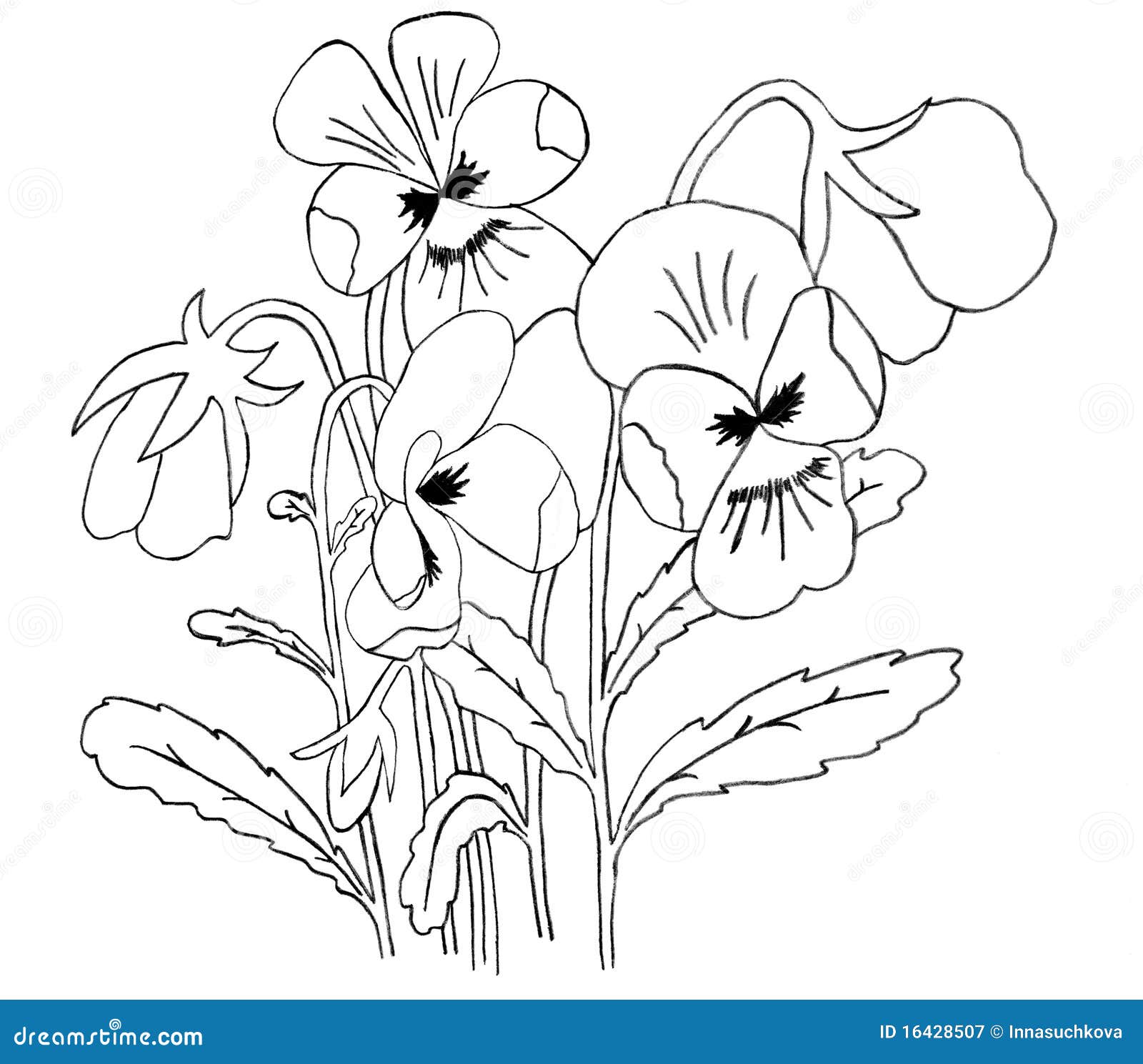 Pansy sketch stock illustration. Illustration of spring - 16428507