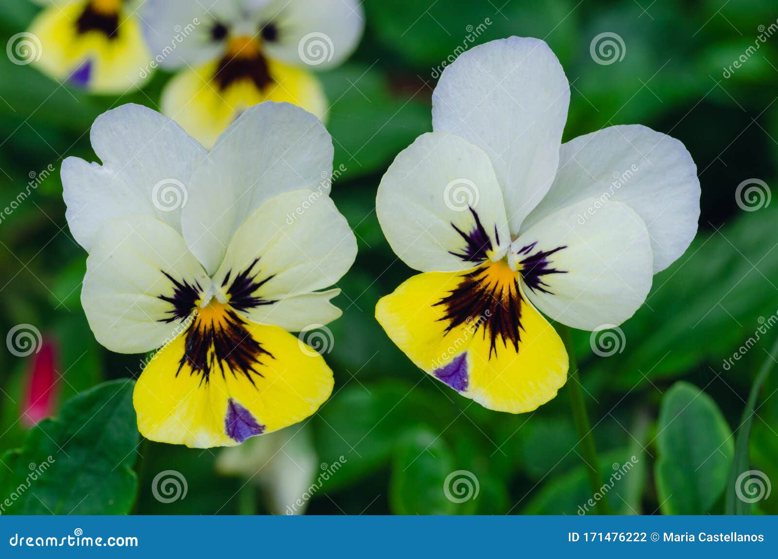 Pansy with Spring Flowers. Concept Flowers Stock Photo - Image of ...