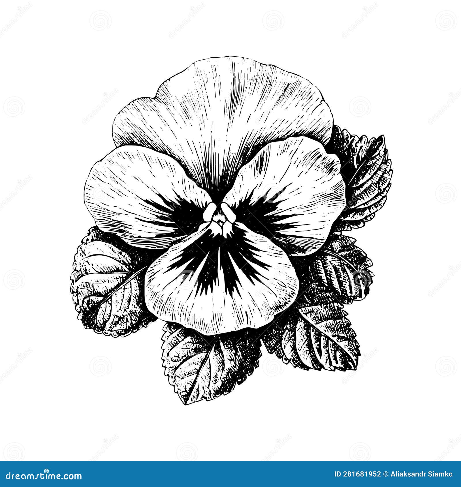 Pansy Vector Drawing. Isolated Hand Drawn, Engraved Style Illustration ...