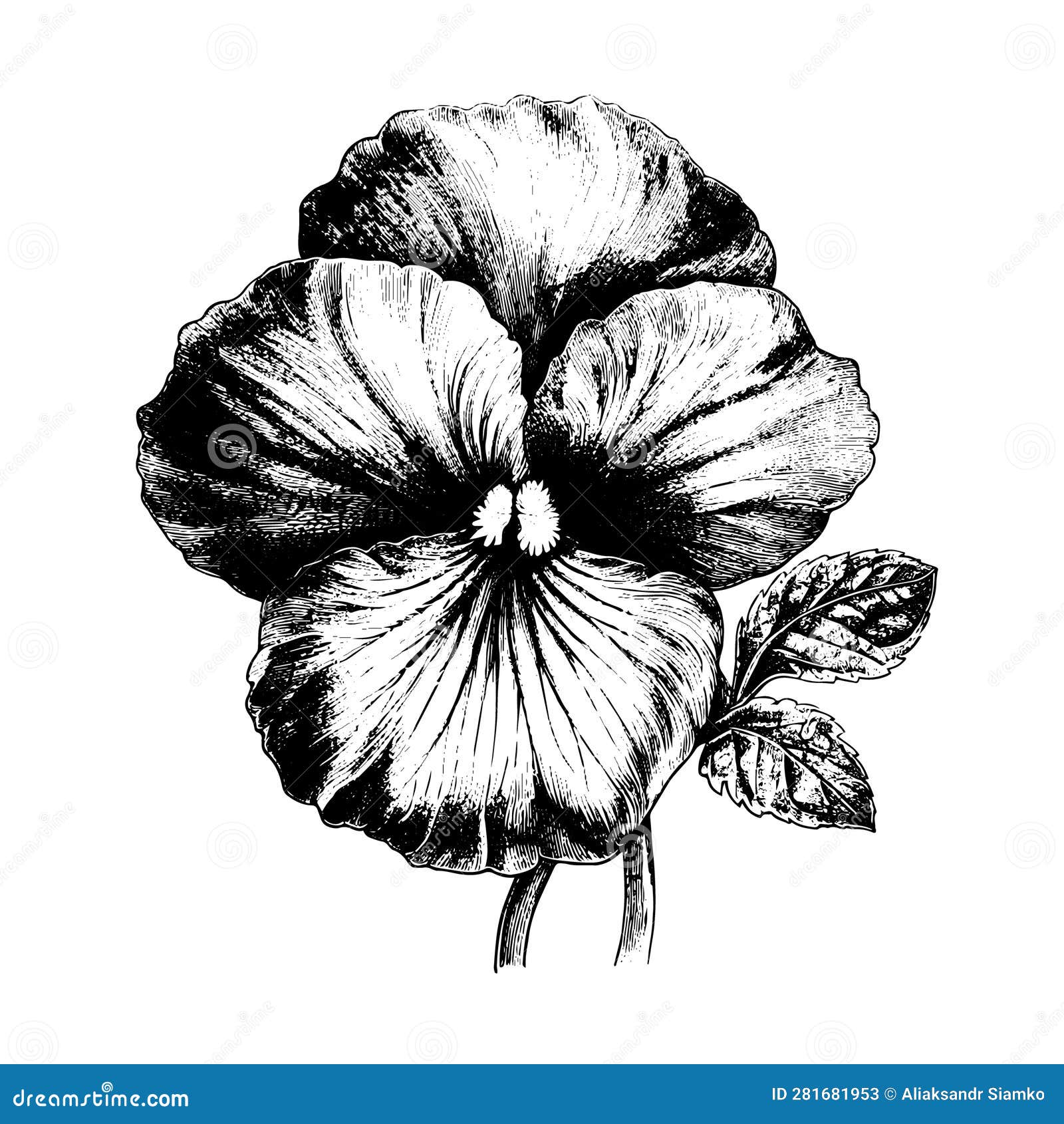 Pansy Vector Drawing. Isolated Hand Drawn, Engraved Style Illustration ...