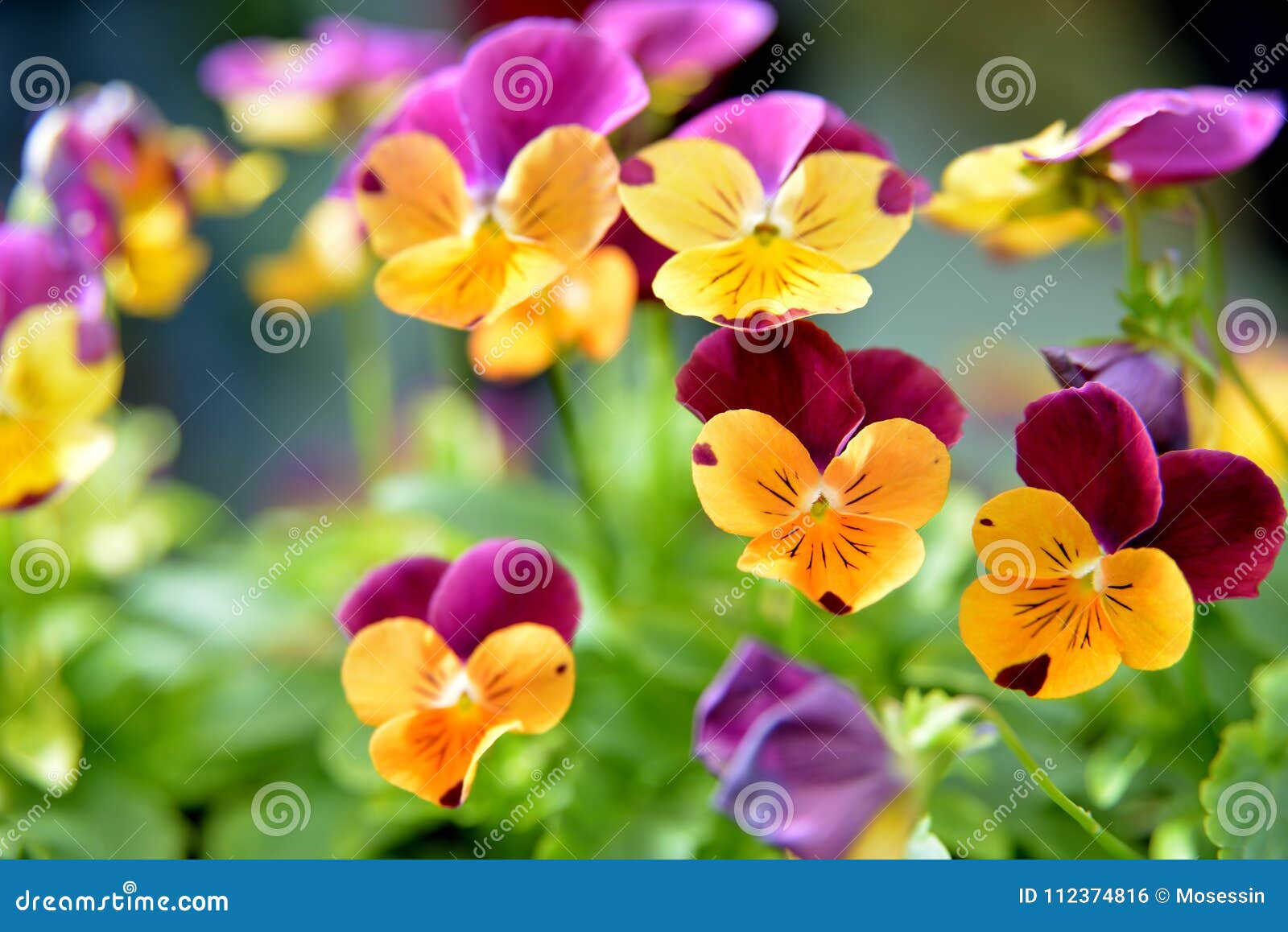 Pansy Viola flower stock photo. Image of dancing, block - 112374816