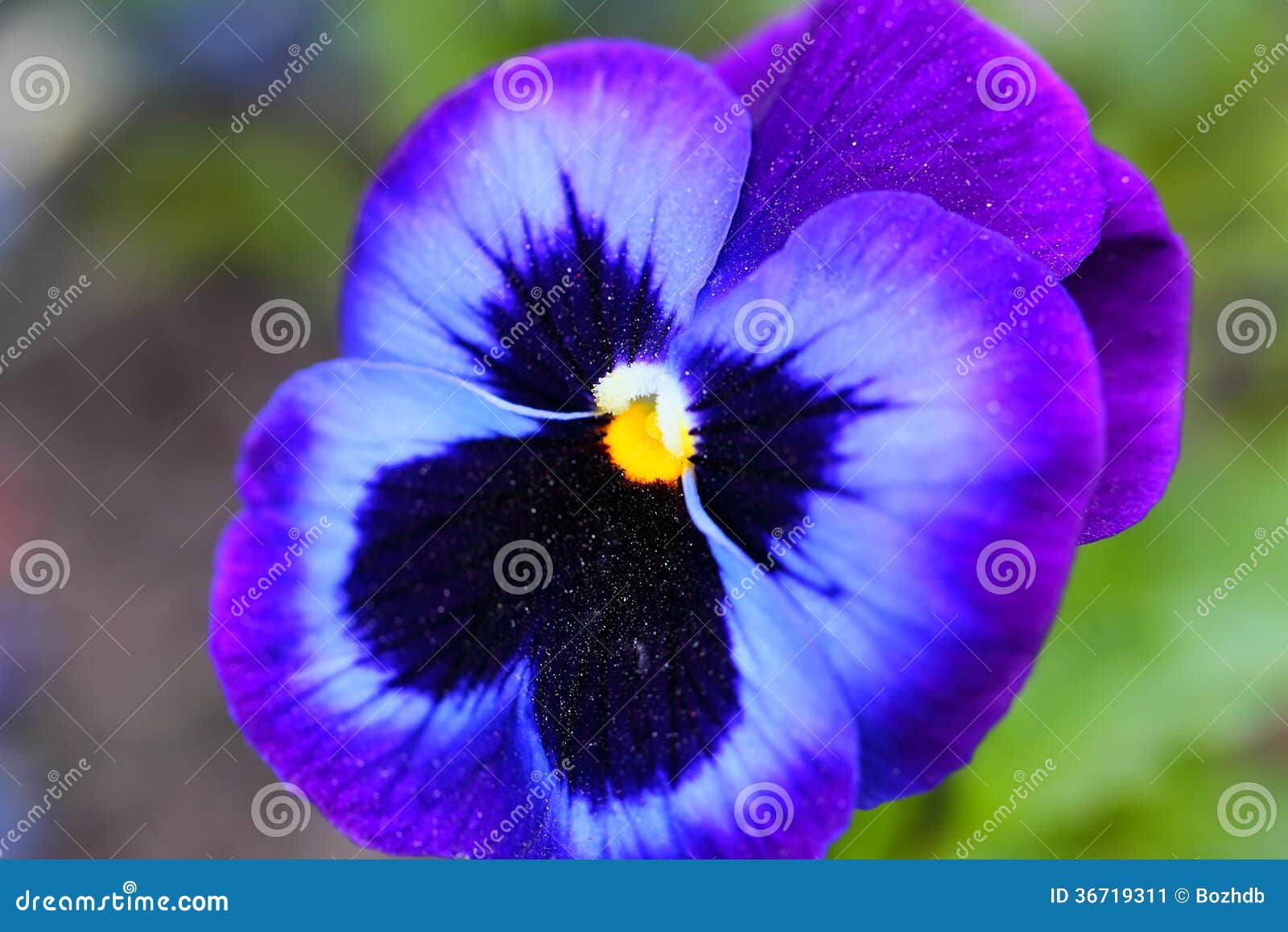 Pansy Violet Flower imagen de archivo. Imagen de fresco - 36719311