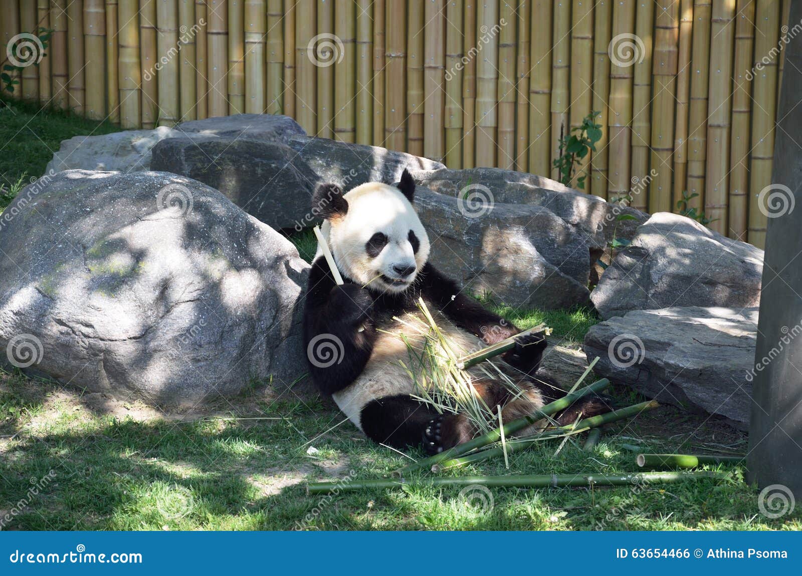 Panda stock photo. Image of position, panda, eating, wild - 63654466