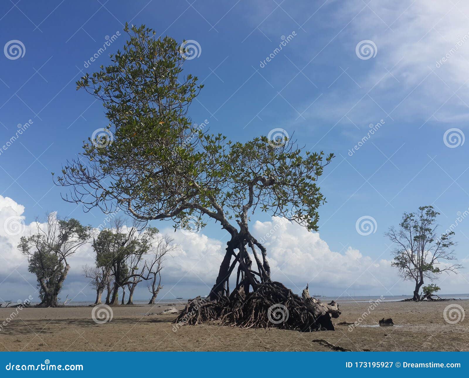 Pantai Talisayan stock image. Image of tree, talisayan - 173195927