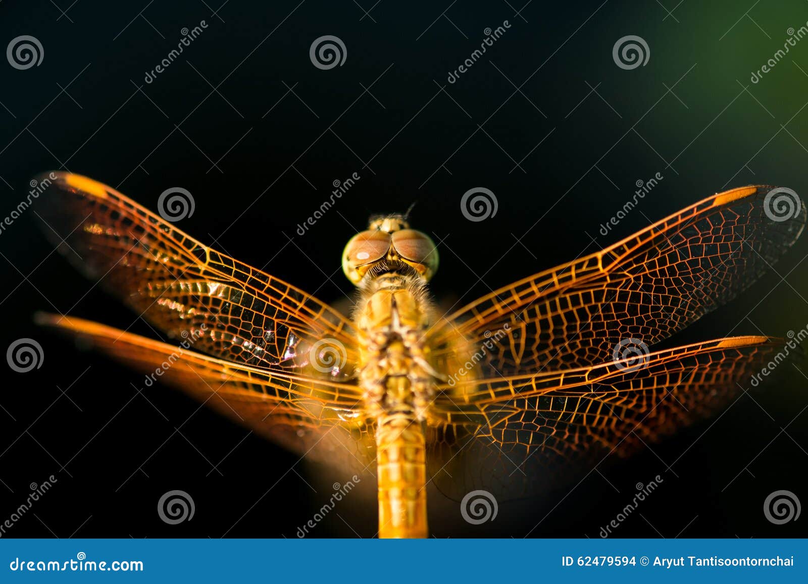Pantala Flavescens Royalty-Free Stock Image | CartoonDealer.com #101672224