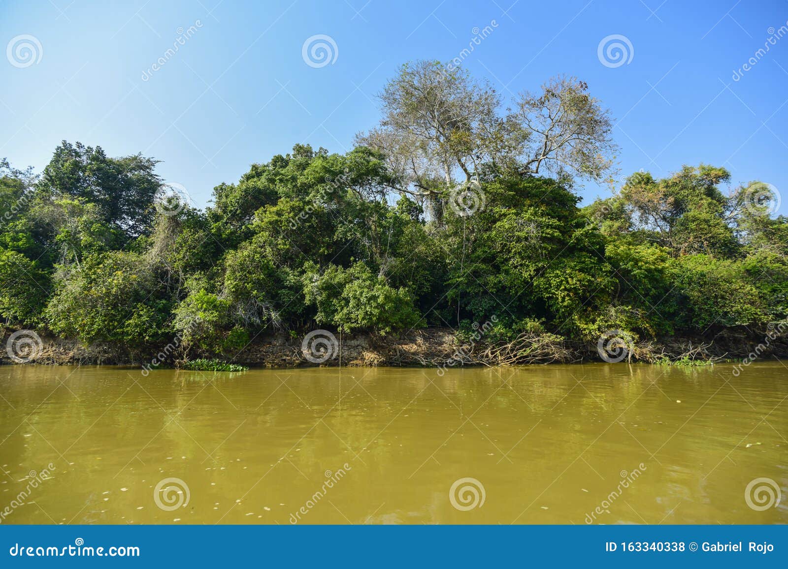 Pantanal Ecosystem, Mato Grosso, Stock Photo - Image of habitat ...