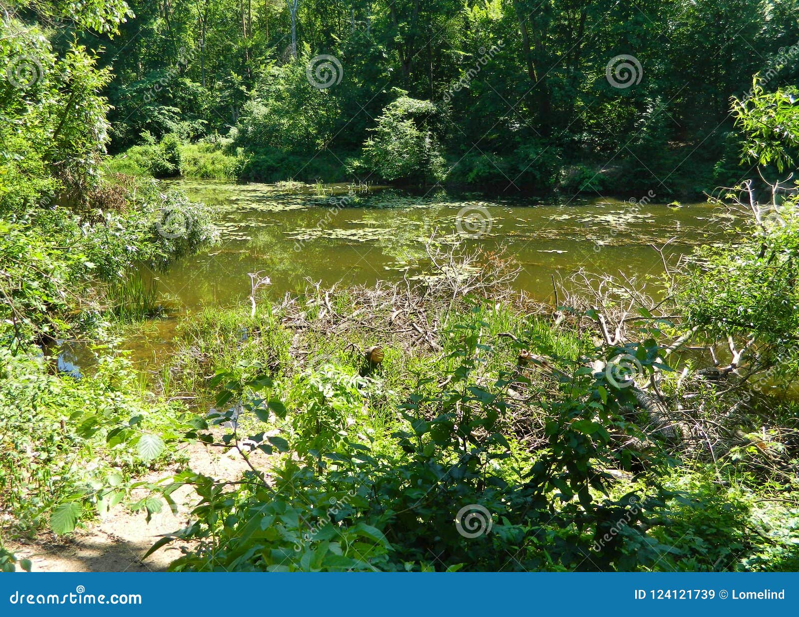 Pantano Caliente Soleado De Color Verde Oscuro Imagen de archivo ...