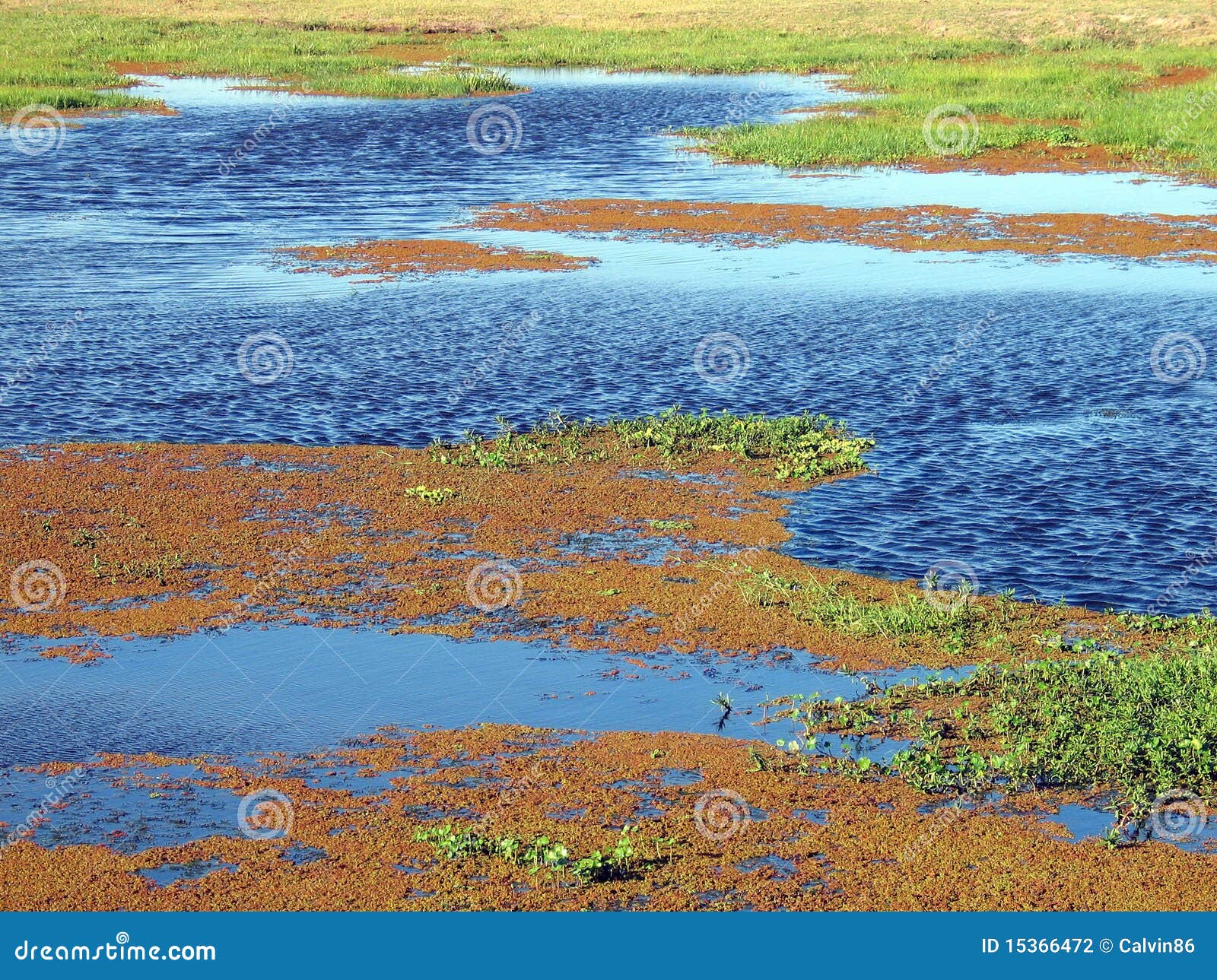 Pantano del color foto de archivo. Imagen de africano - 15366472