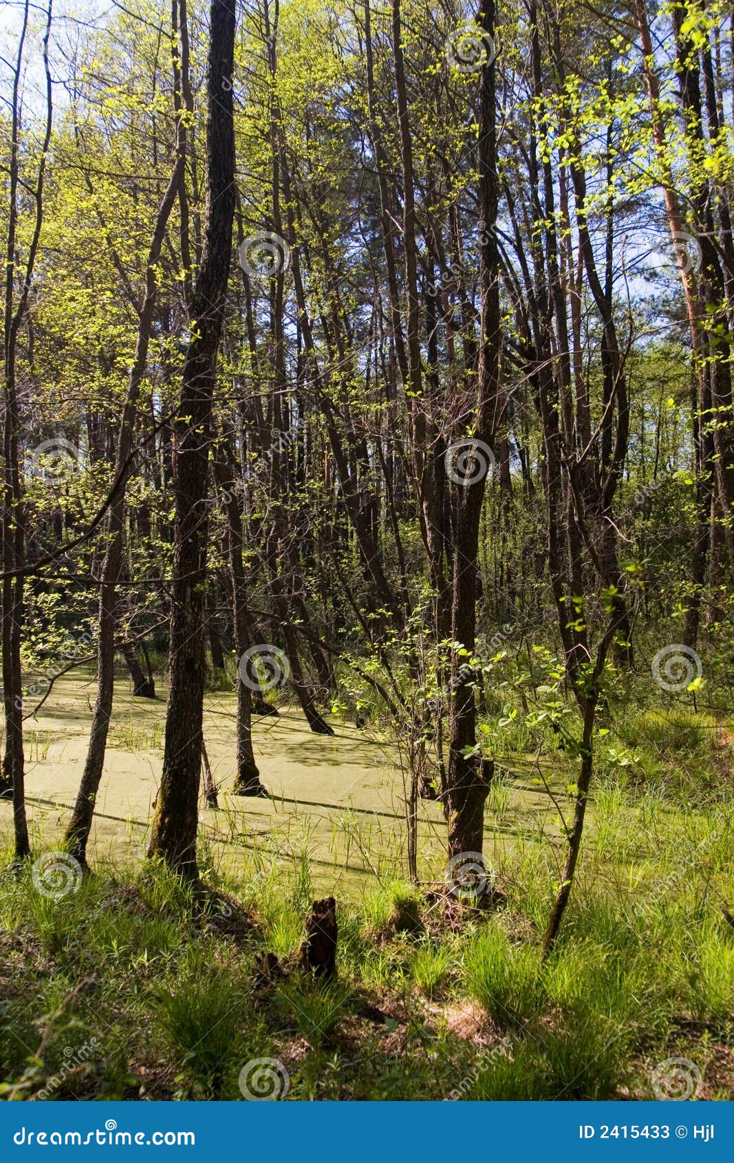 Pantano En Un Bosque Imagen. Imagen: 2415433