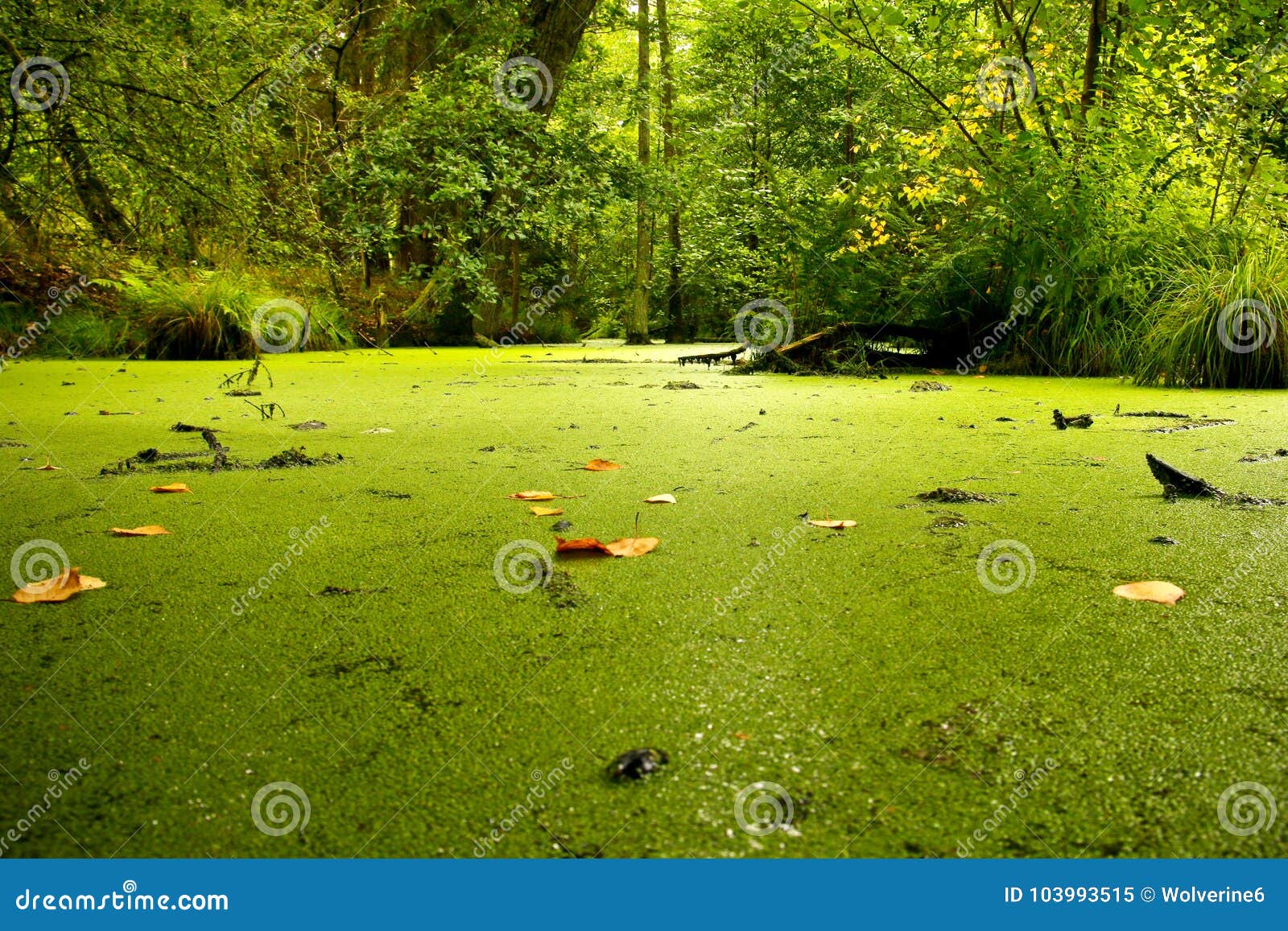 Pantano Solo Verde Del Bosque Imagen de archivo - Imagen de almidonado ...