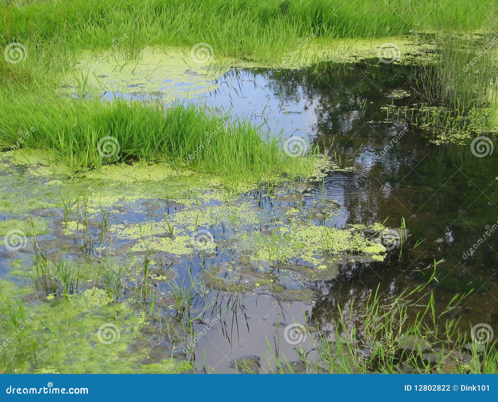 Pantano verde foto de archivo. Imagen de musgo, exterior - 12802822