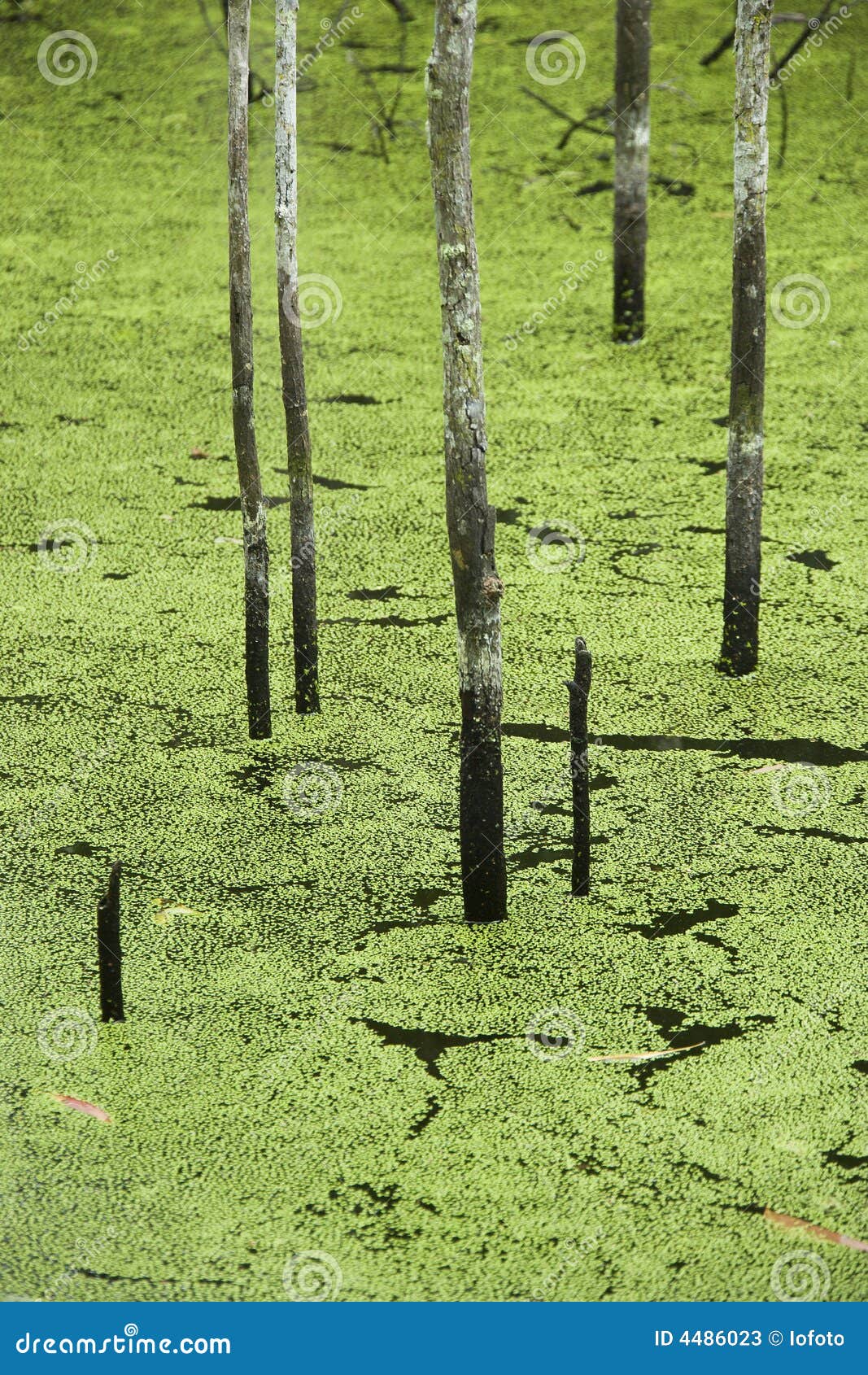 Pantano verde. imagen de archivo. Imagen de charca, agua - 4486023