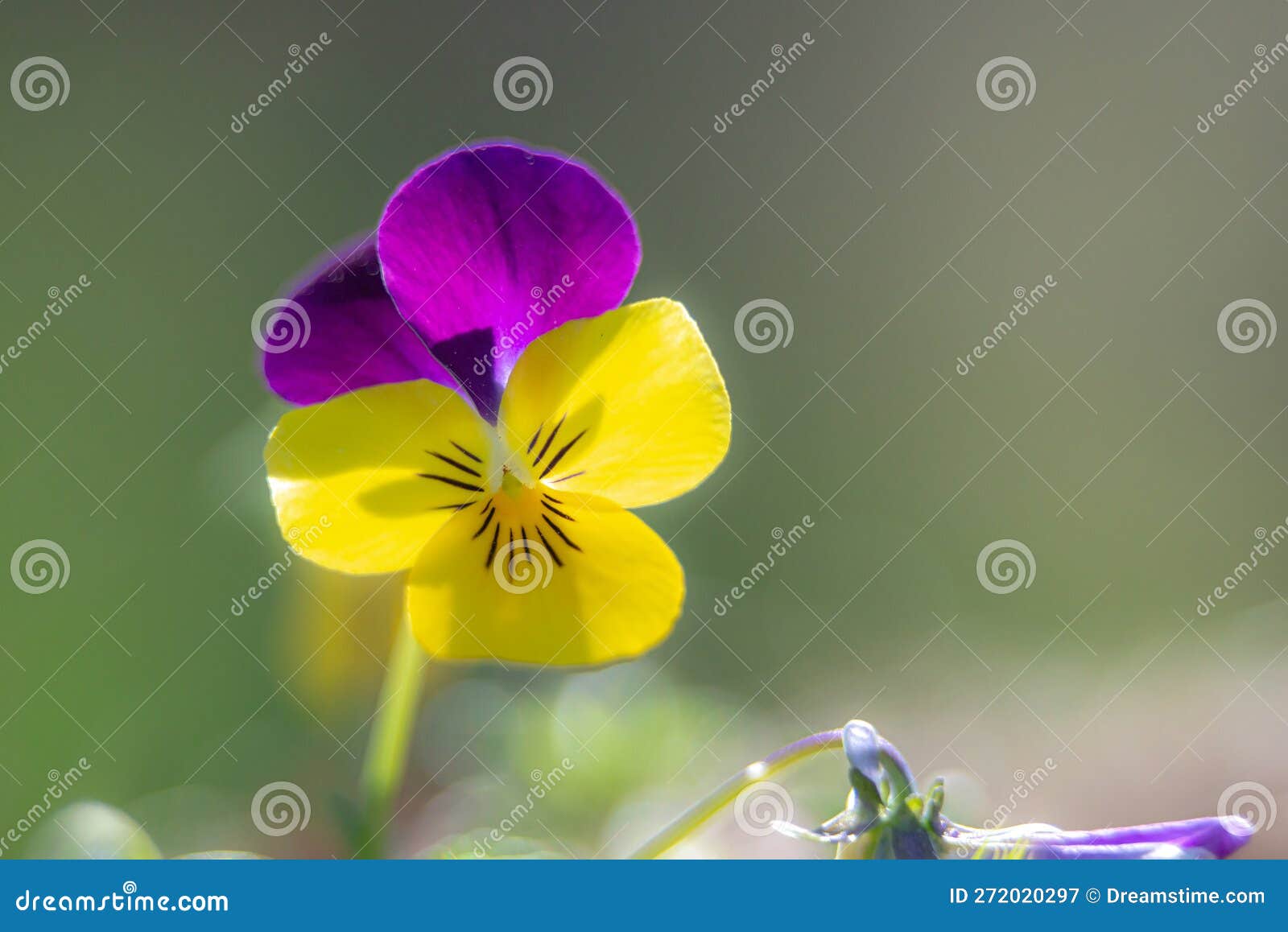 Pantanos De Tonos Violeta Y Amarillo Imagen de archivo - Imagen de ...