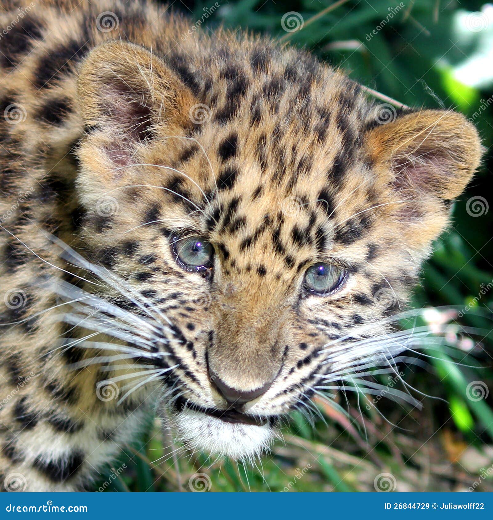 Pantera Chinesa, Pantera Do Amour Imagem de Stock - Imagem de predador ...