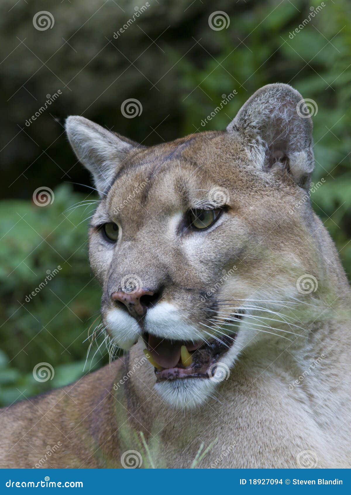 Pantera De La Florida - Concolor Del Puma Foto de archivo - Imagen de ...