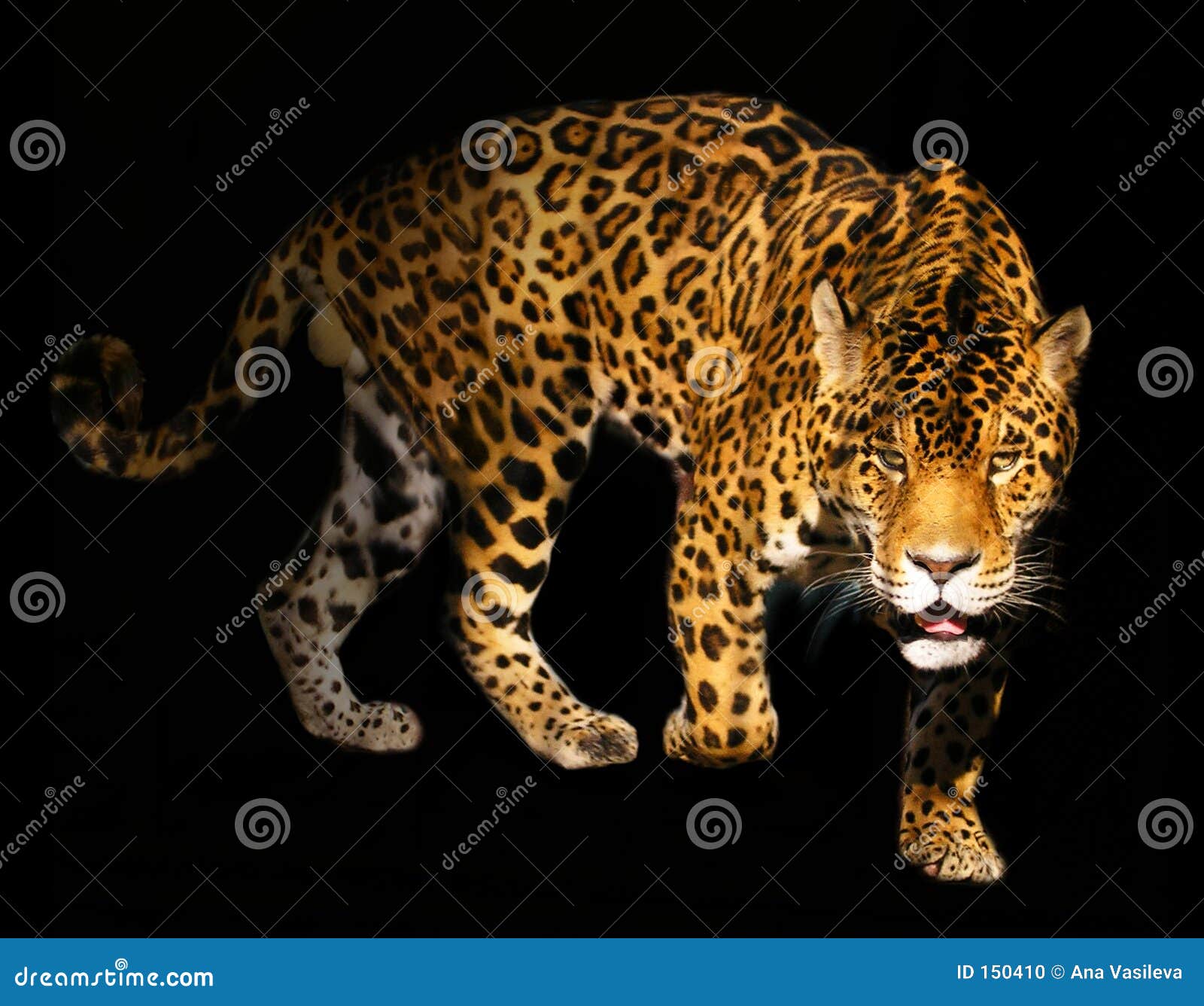 Pantera irritada foto de stock. Imagem de sombra, irritado - 150410