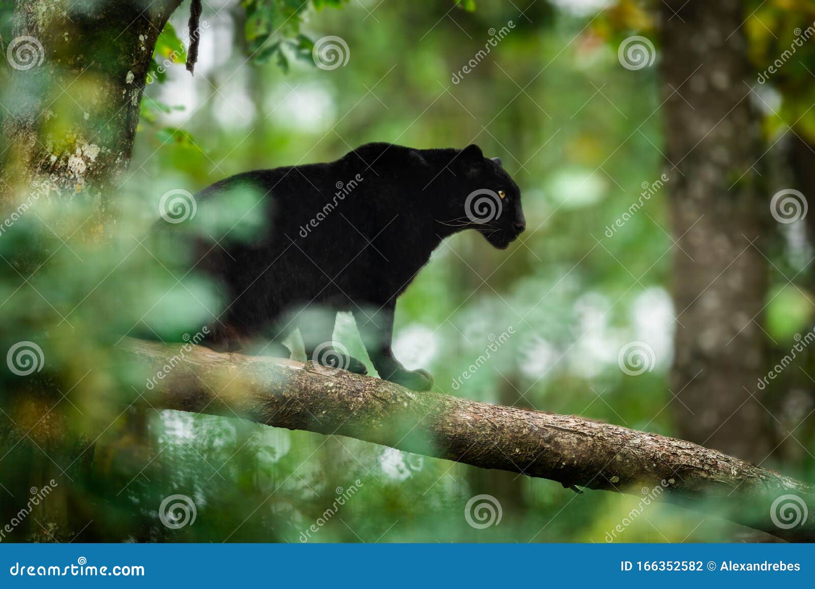 Pantera negra en la selva foto de archivo. Imagen de negro - 166352582