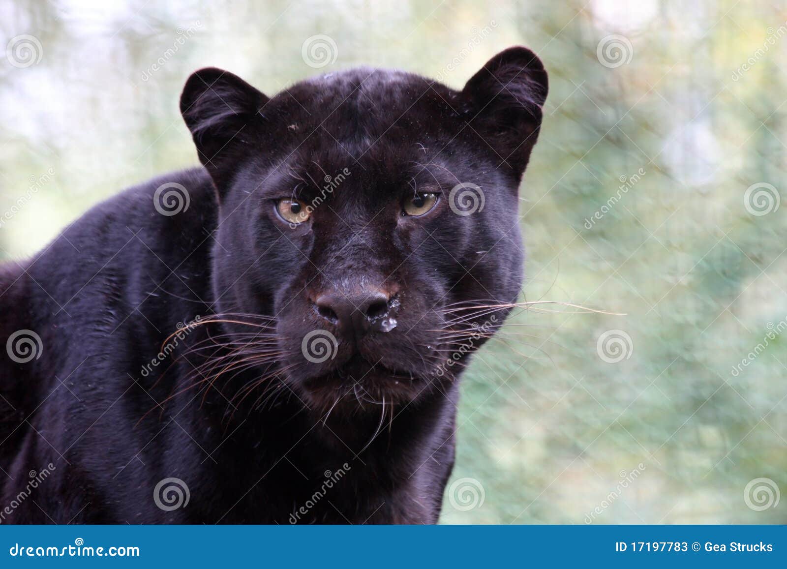 Pantera nera immagine stock. Immagine di carnivoro, pantera - 17197783