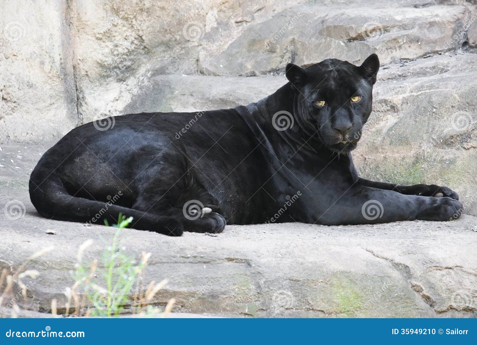Pantera nera fotografia stock. Immagine di grazioso, giaguaro - 35949210