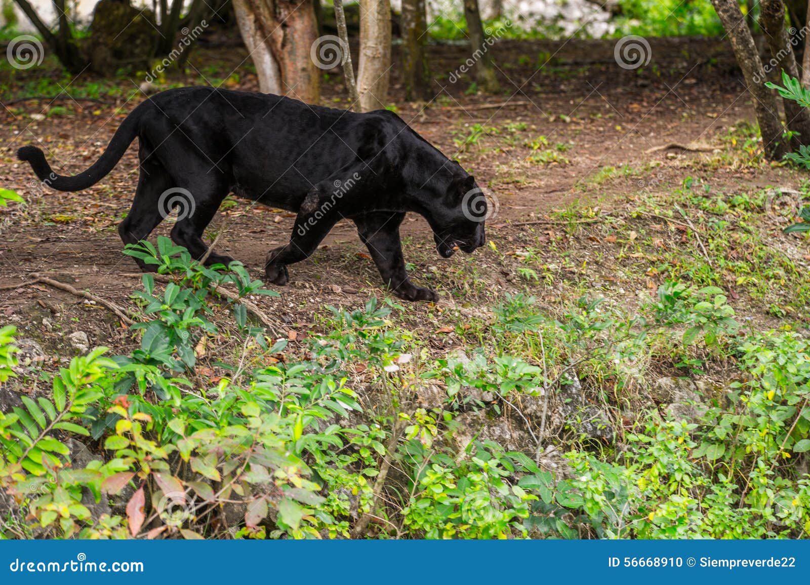 Pantera nera fotografia stock. Immagine di animale, latino - 56668910
