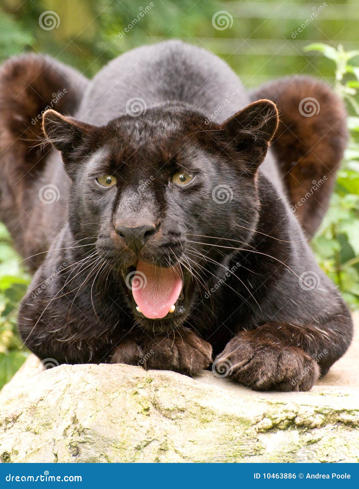 Pantera nera che ringhia fotografia stock. Immagine di mammifero - 10463886