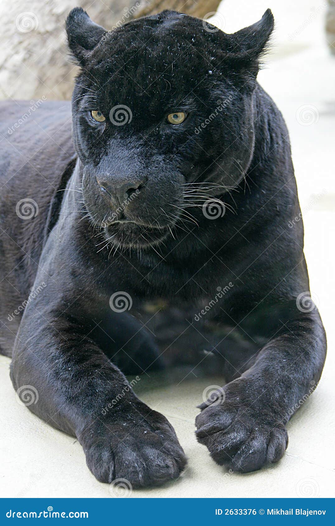 Pantera preta 1 foto de stock. Imagem de punho, sangue - 2633376