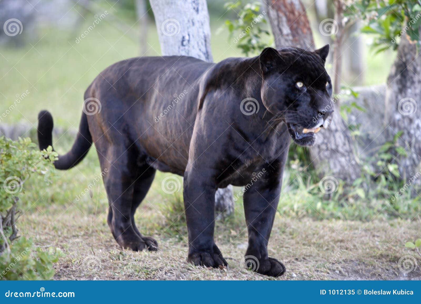 Pantera preta imagem de stock. Imagem de feroz, forte - 1012135