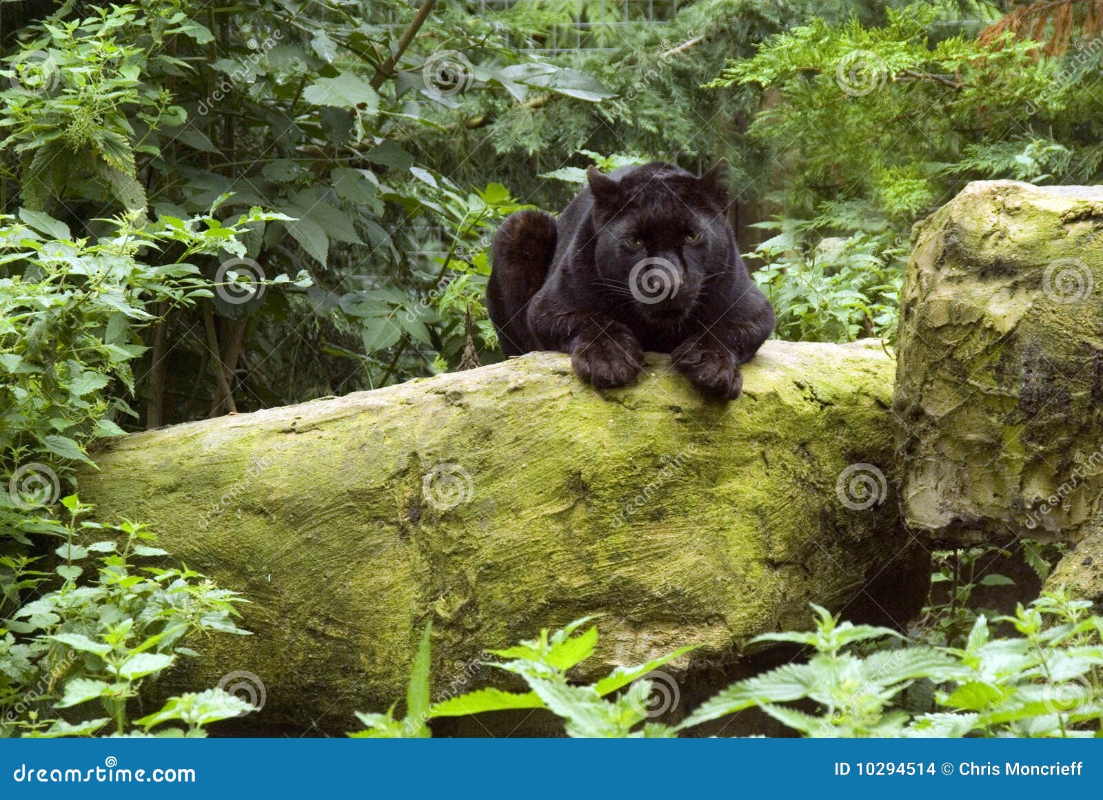 Pantera preta foto de stock. Imagem de américa, patas - 10294514