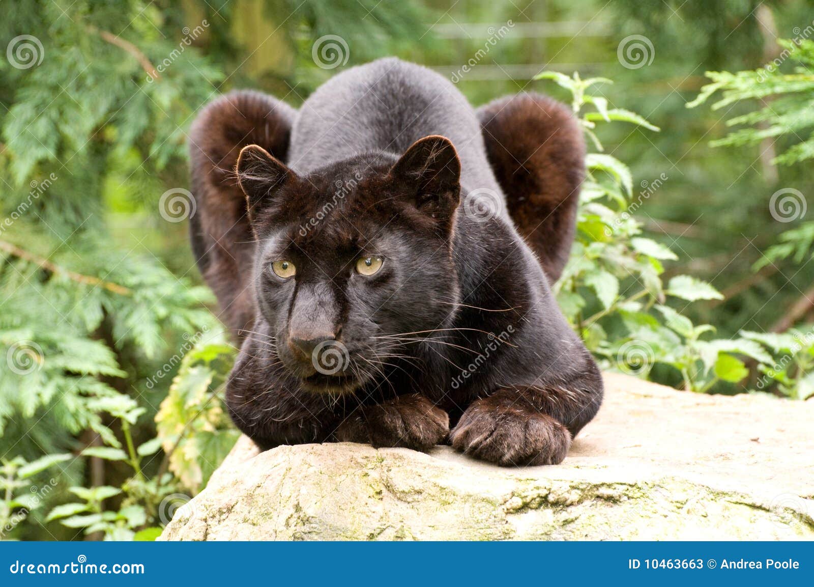 Pantera preta imagem de stock. Imagem de felino, gato - 10463663