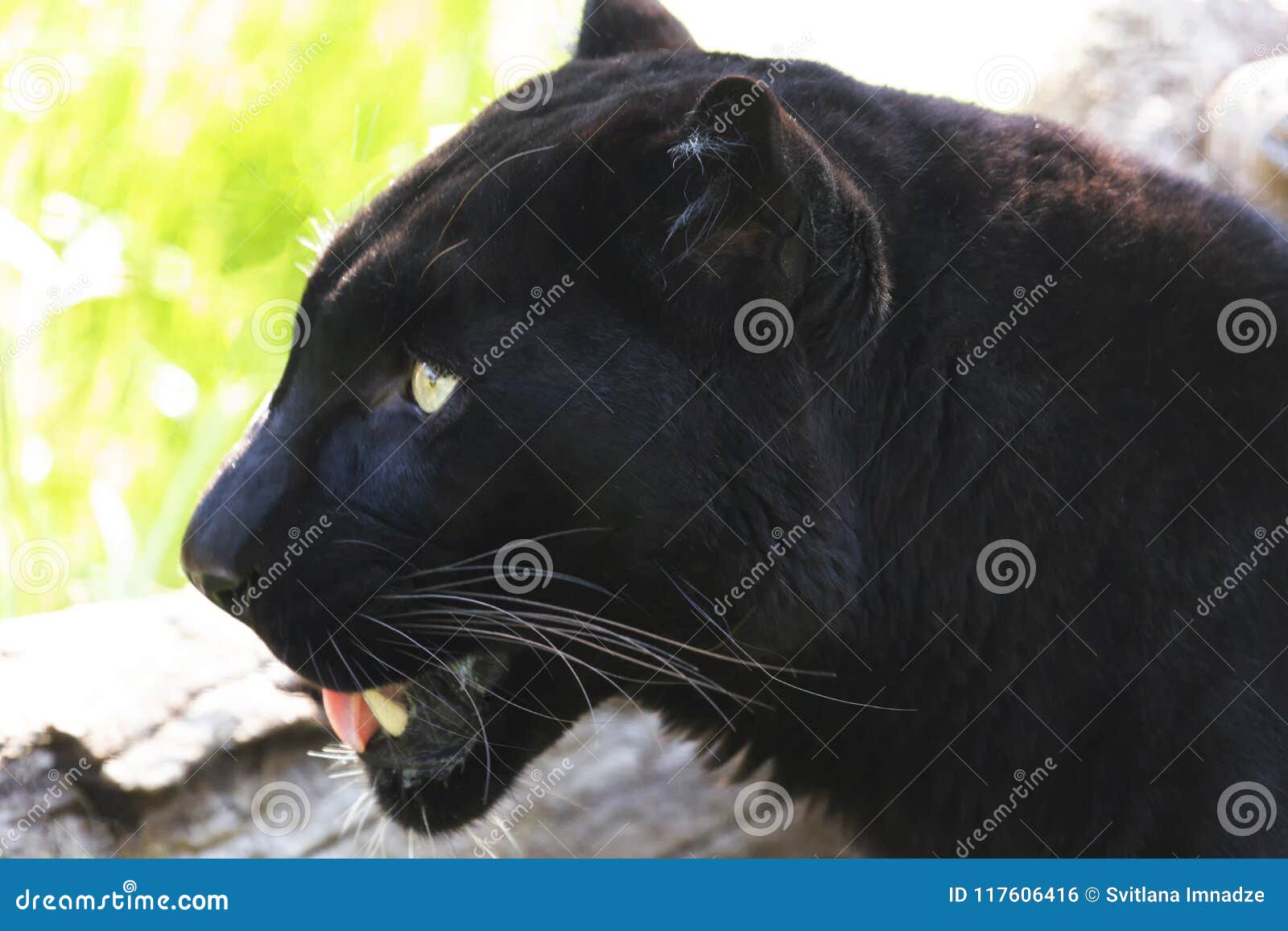 Pantera preta foto de stock. Imagem de pantera, preto - 117606416