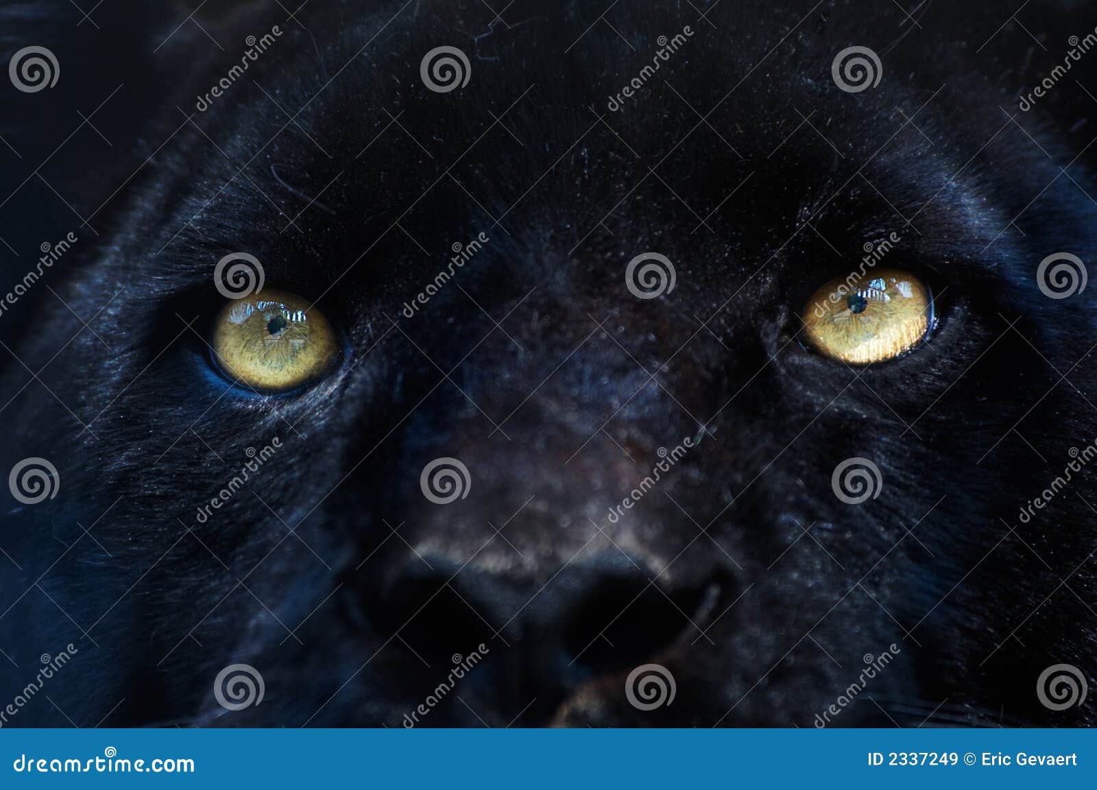 Pantera preta imagem de stock. Imagem de barba, gatinho - 2337249