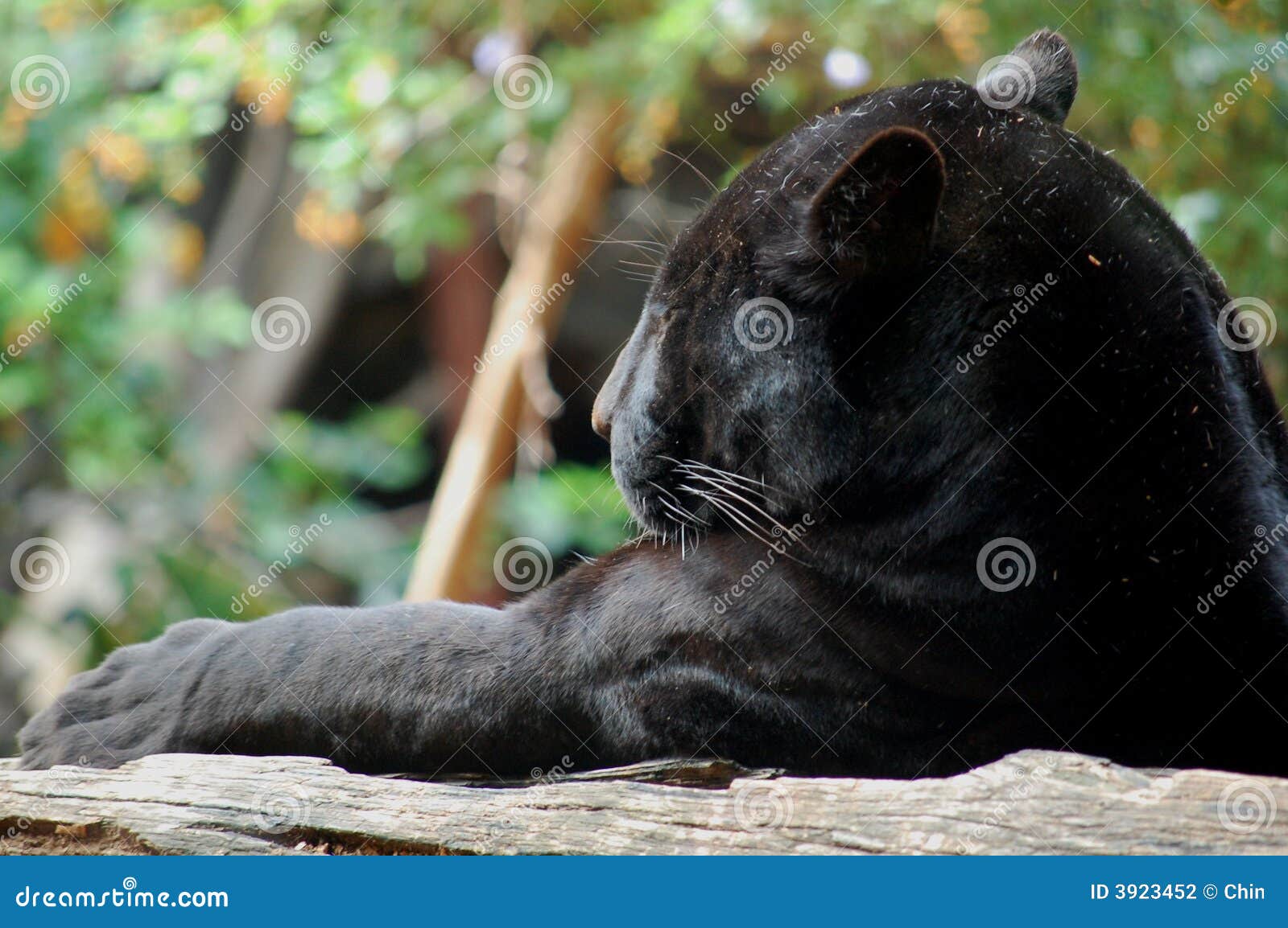 Pantera preta foto de stock. Imagem de leopardo, noite - 3923452