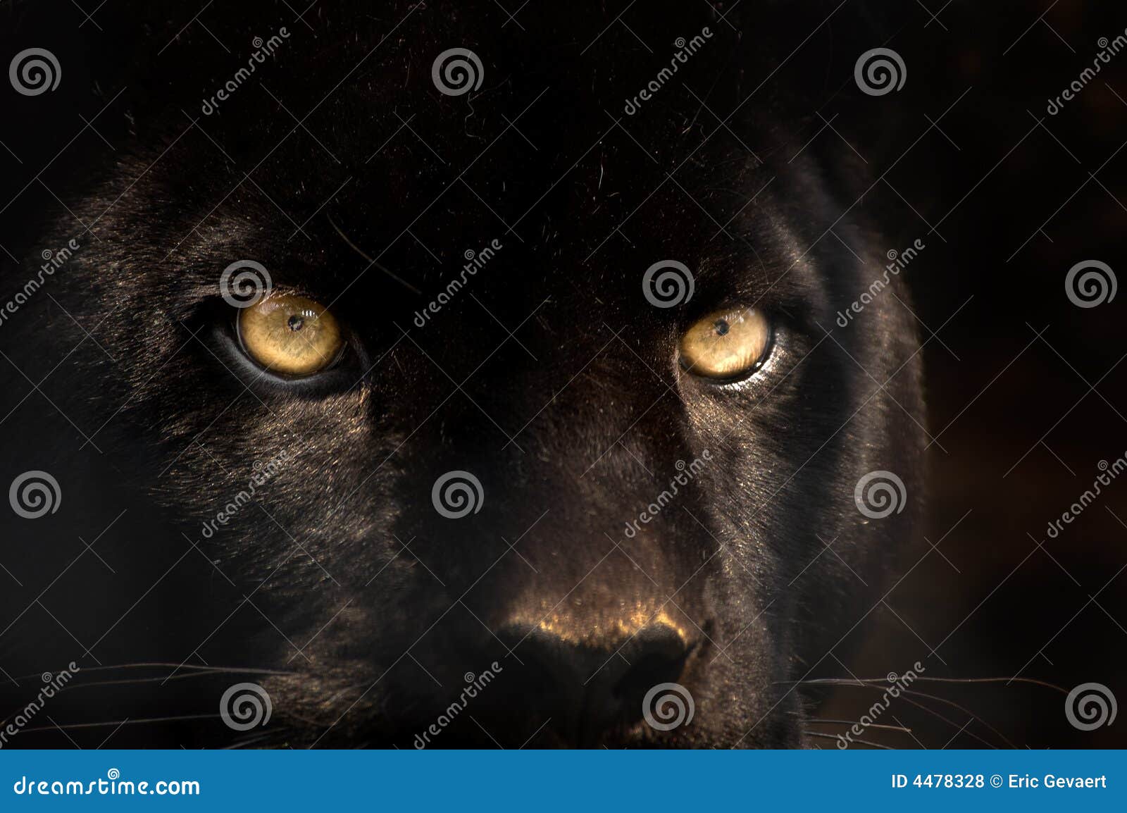 Pantera preta foto de stock. Imagem de olho, barba, majestade - 4478328