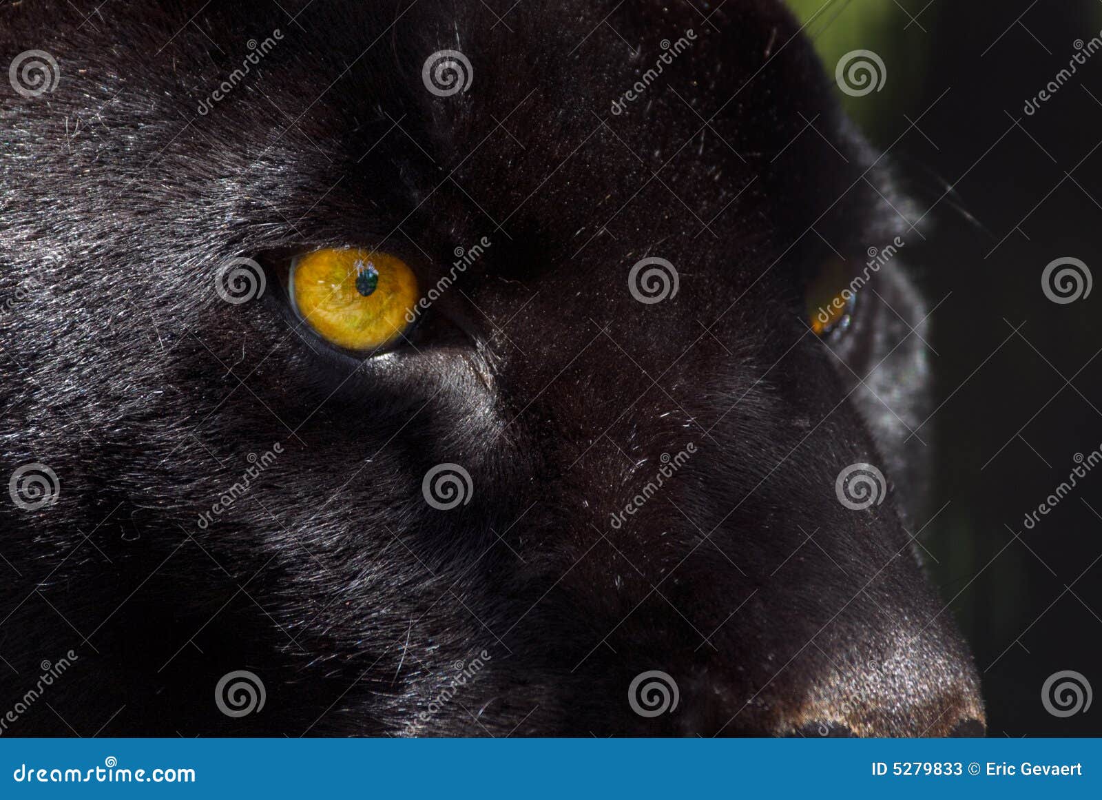 Pantera preta imagem de stock. Imagem de potência, pata - 5279833