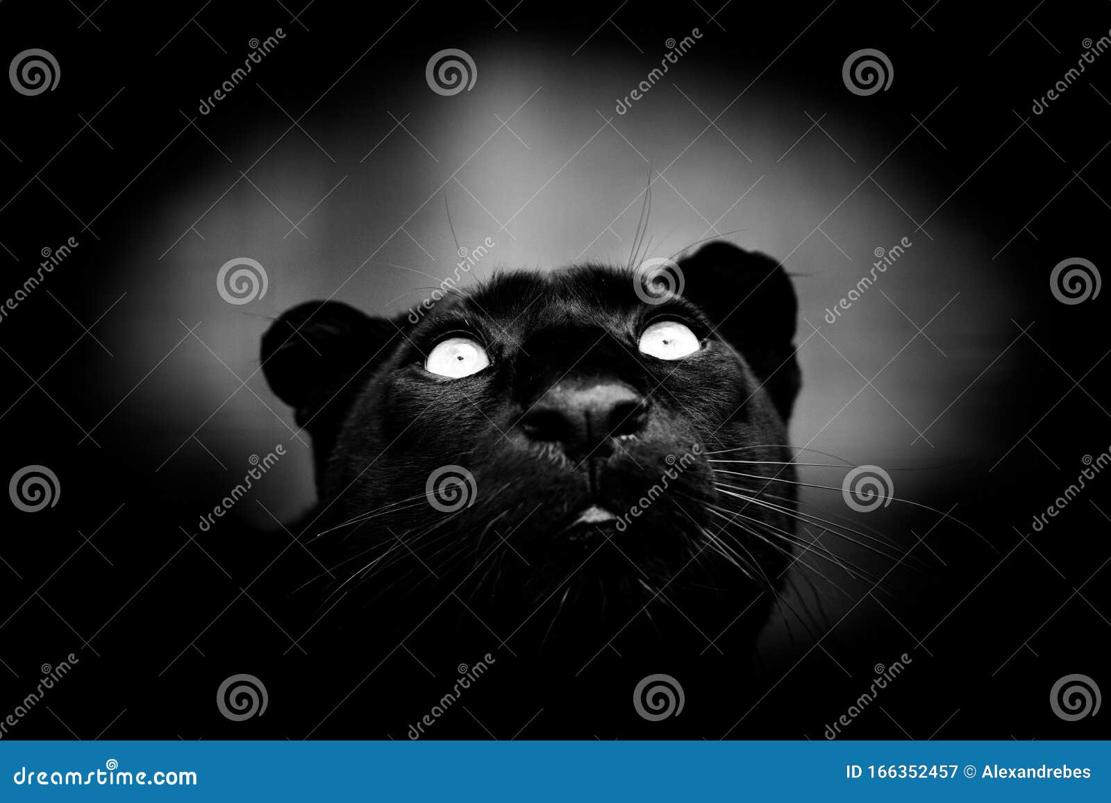 Pantera Preta Com Fundo Preto Imagem de Stock - Imagem de felino ...