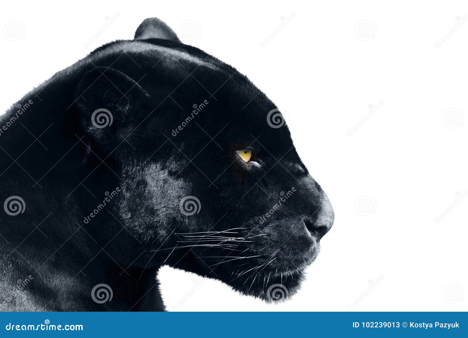 Pantera Preta Em Um Fundo Branco Imagem de Stock - Imagem de criatura ...