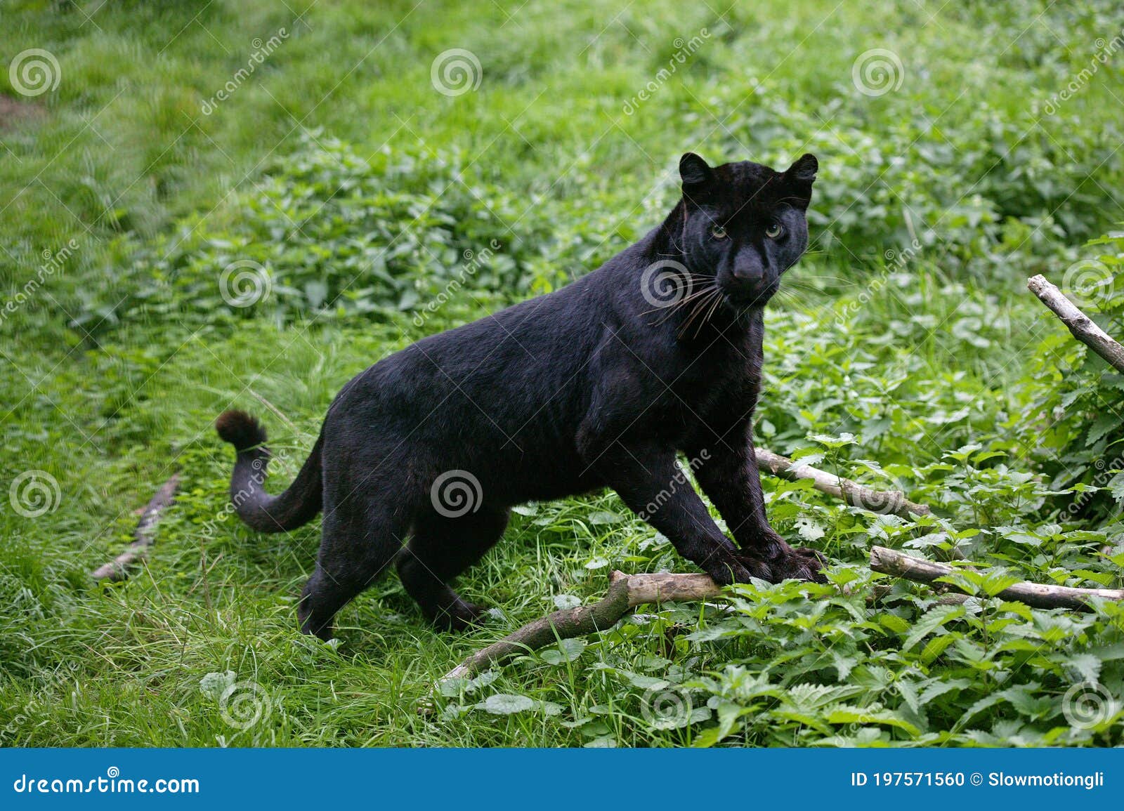 Pantero Negro Panthera Pardus Foto de archivo - Imagen de animal, foto ...