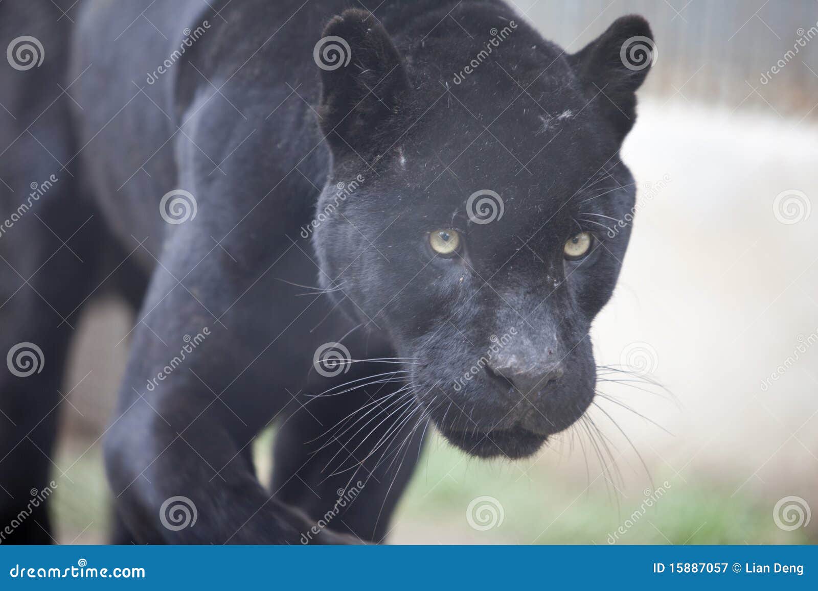 Panther stock image. Image of asia, carnivorous, closeup - 15887057