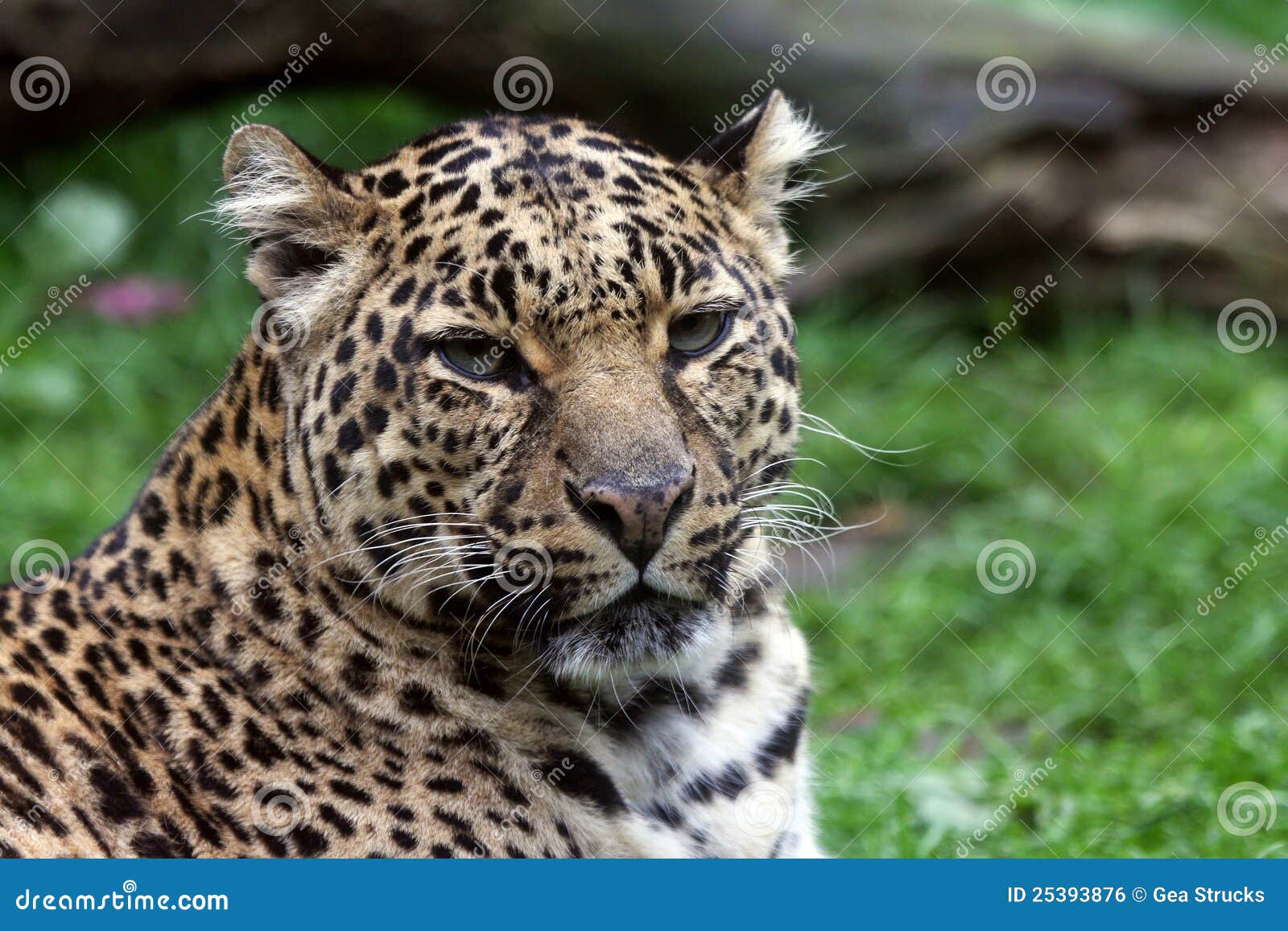 Panther stock photo. Image of animal, panther, wildlife - 25393876